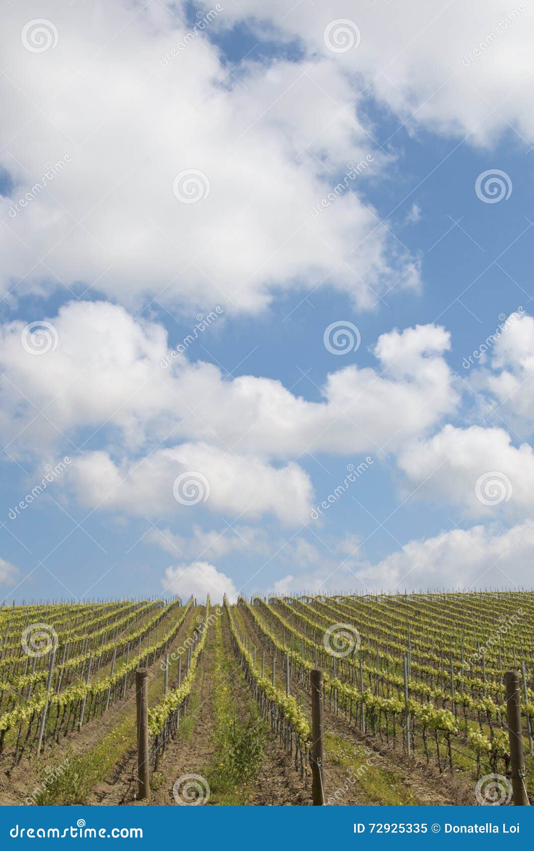 Vineyards in Sicily stock image. Image of grapevine, landscape - 72925335