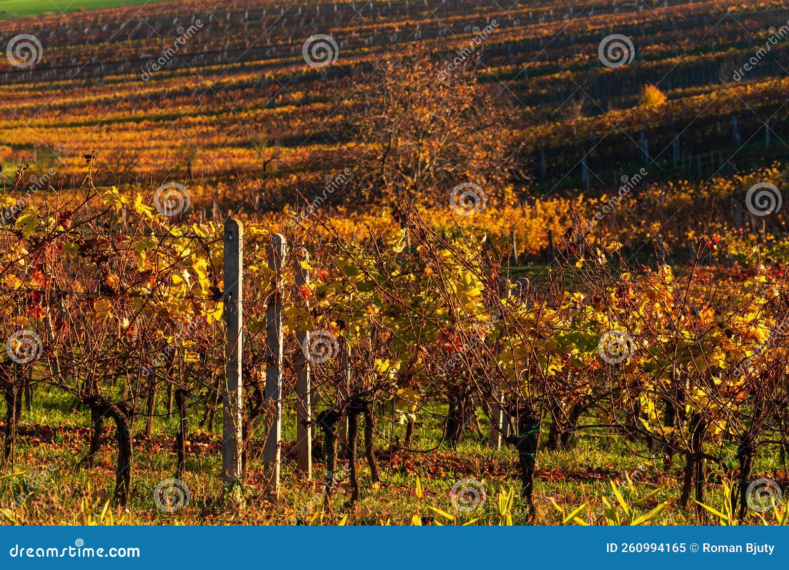 Vineyards in South Moravia in the Czech Republic Stock Image - Image of ...