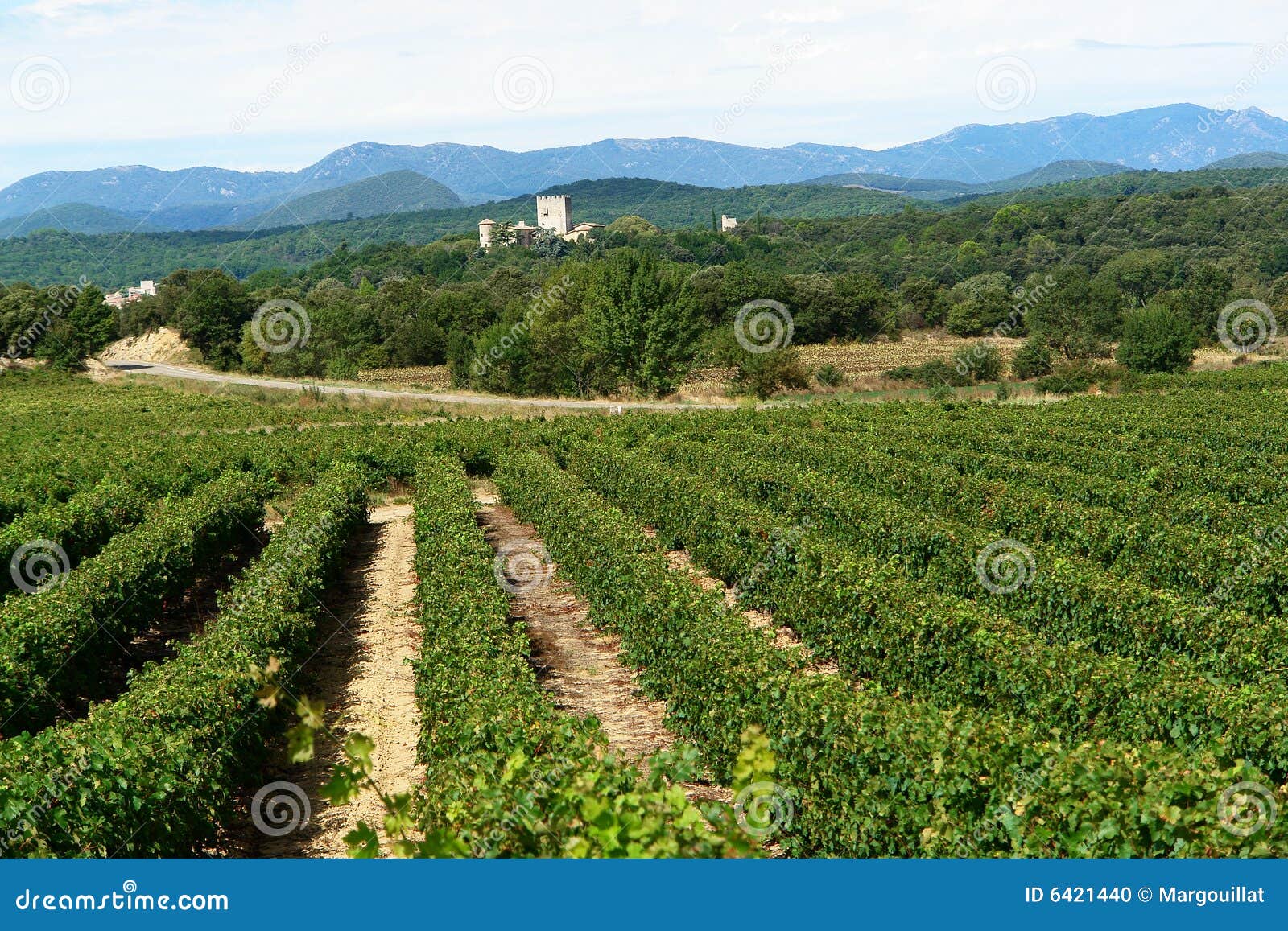 Vineyards in Southern France Stock Photo - Image of cultivation, scenic ...