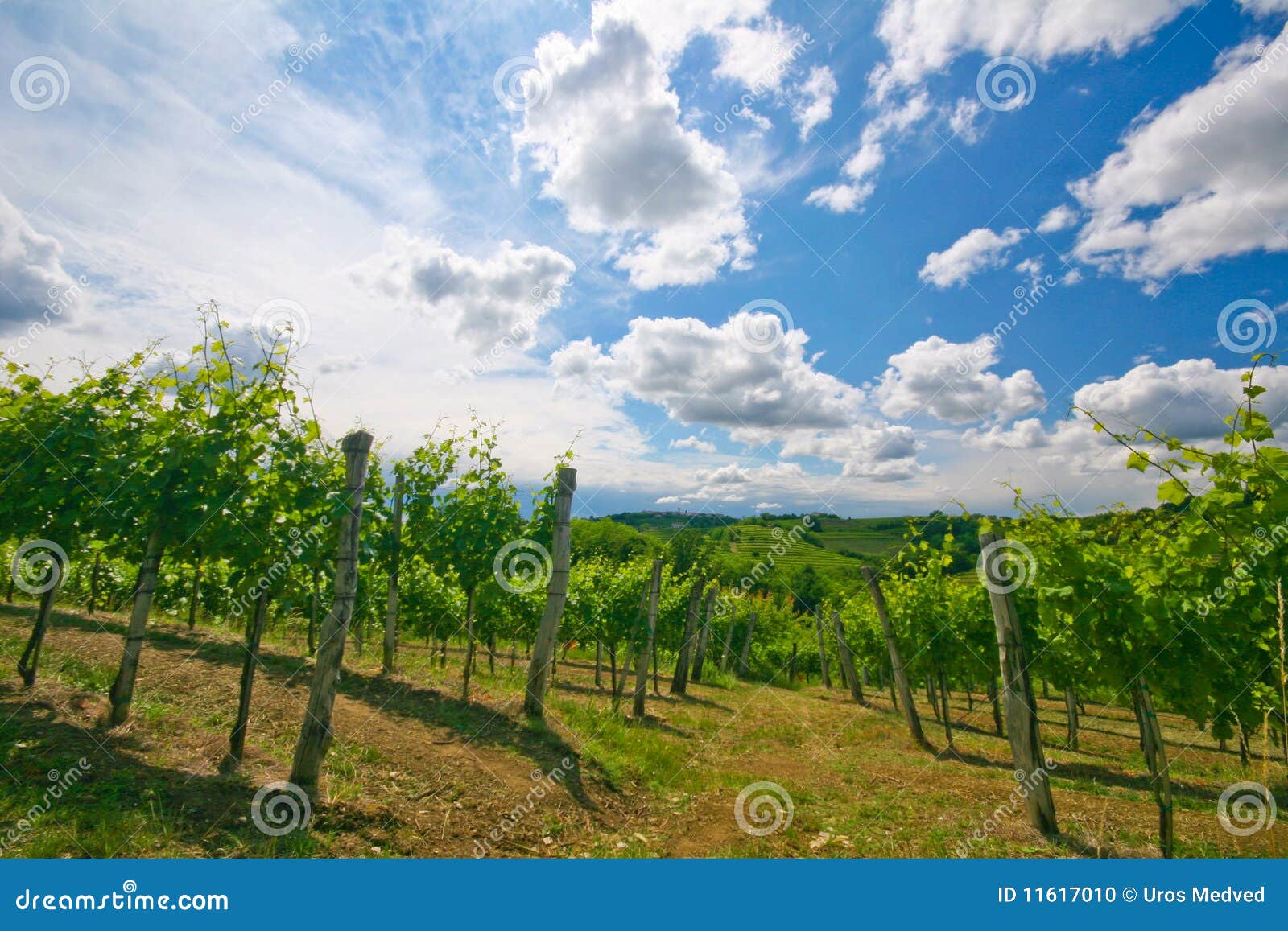 Vineyards in spring stock photo. Image of leaf, brda - 11617010