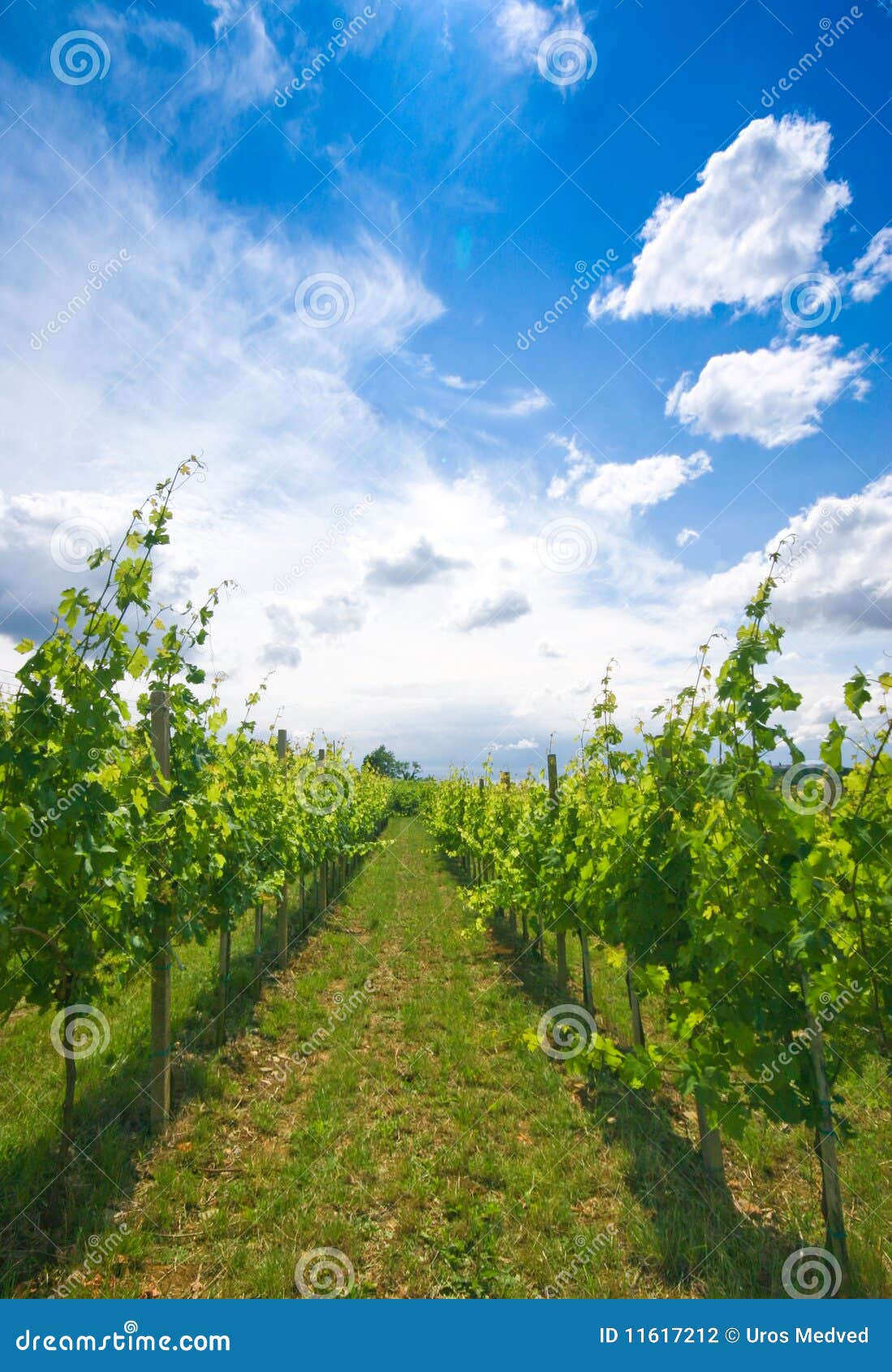 Vineyards in spring stock photo. Image of outdoor, harvest - 11617212