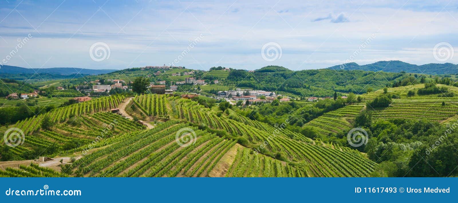 Vineyards in spring stock image. Image of brda, food - 11617493