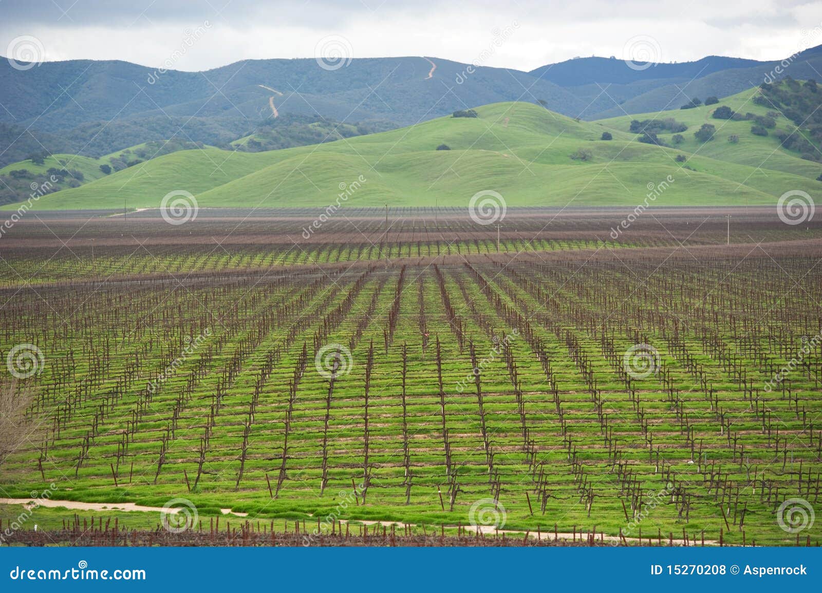 Vineyards in the spring stock photo. Image of hill, coastal - 15270208