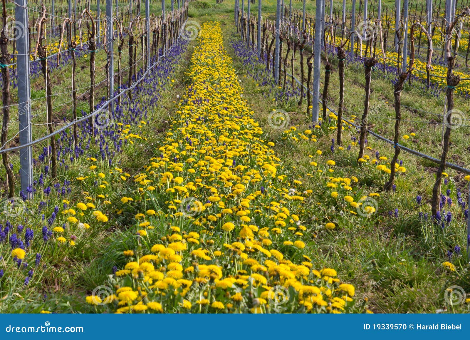 Vineyards in spring stock photo. Image of plants, spring - 19339570