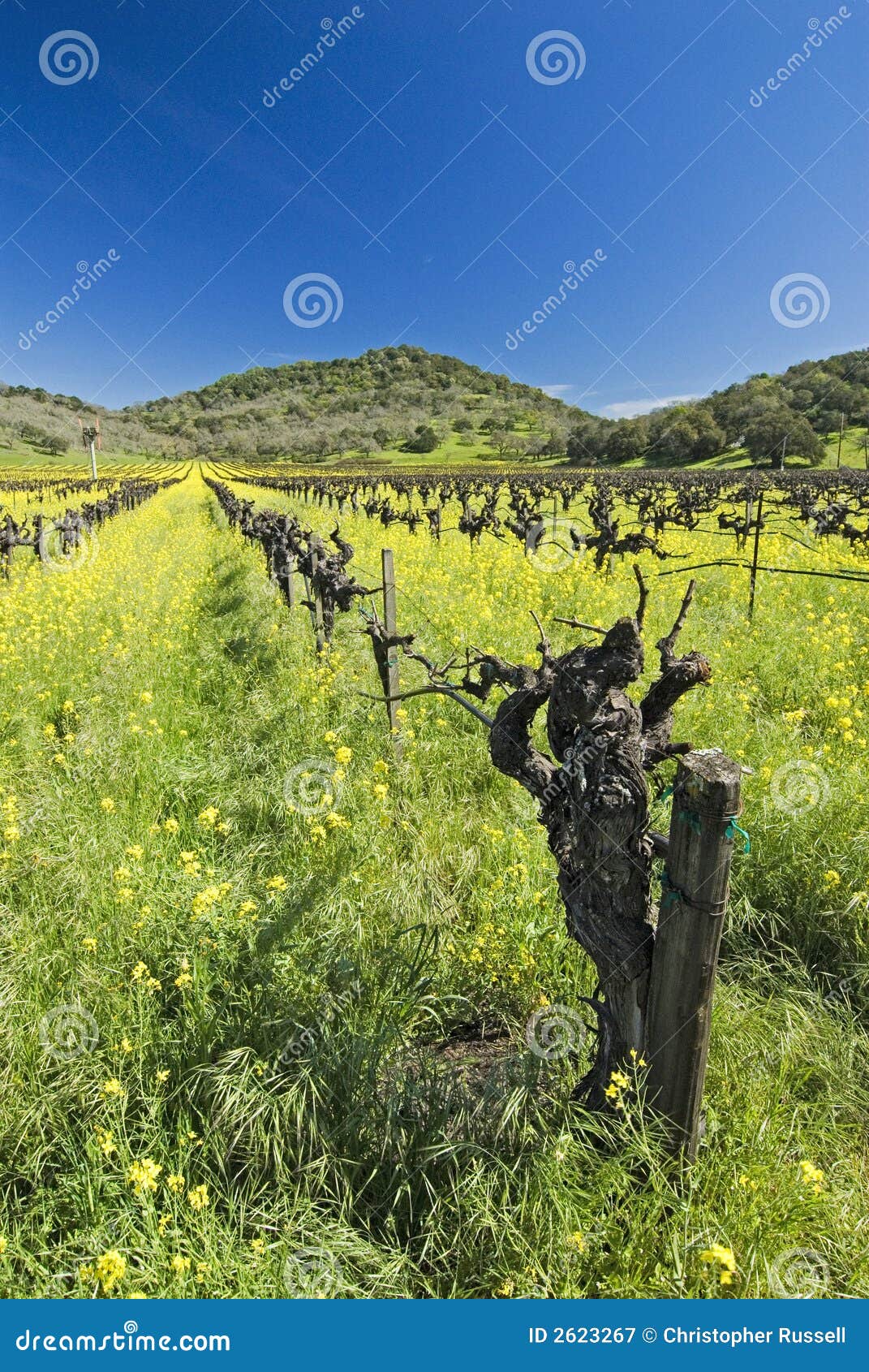 Vineyards in Spring stock image. Image of valley, making - 2623267