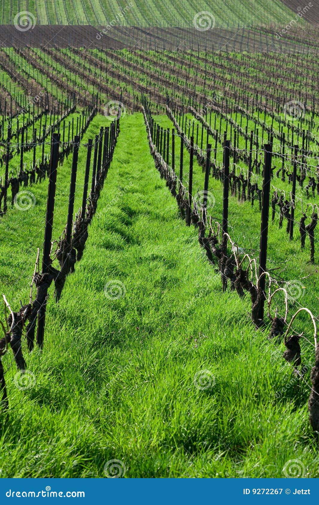 Vineyards in spring stock image. Image of region, spring - 9272267