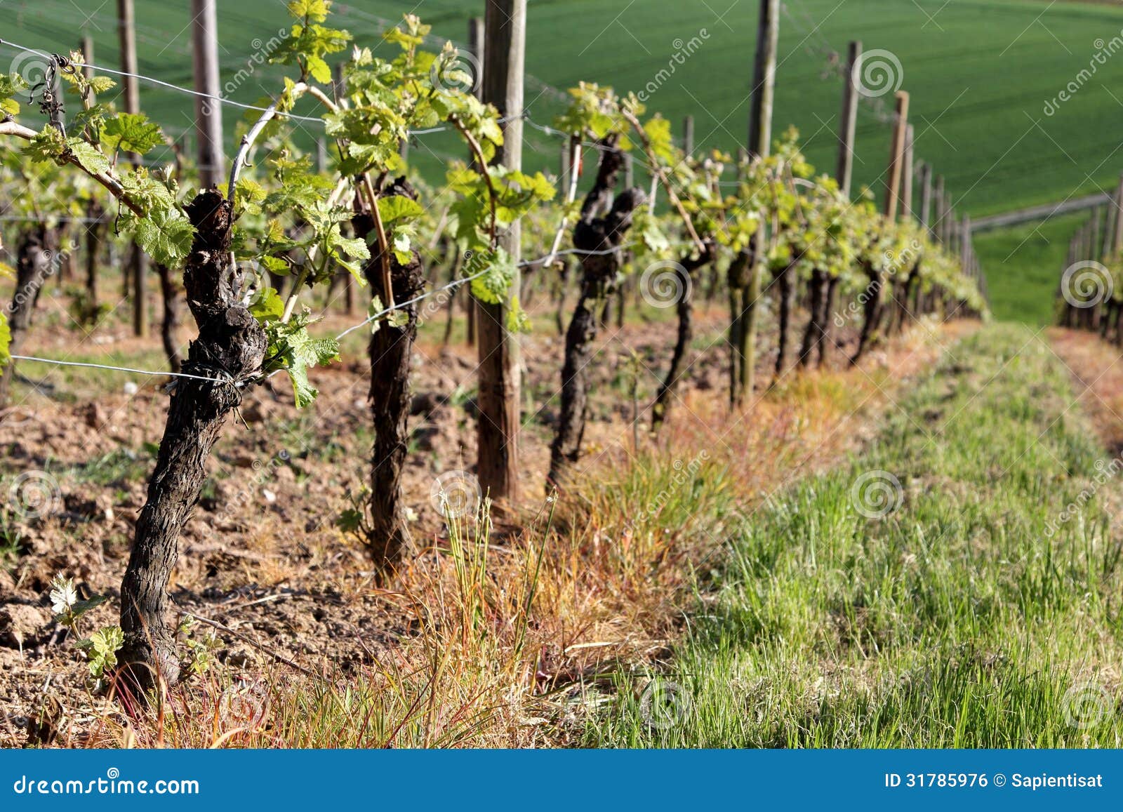 Vineyards in spring stock photo. Image of grape, rhineromantic - 31785976