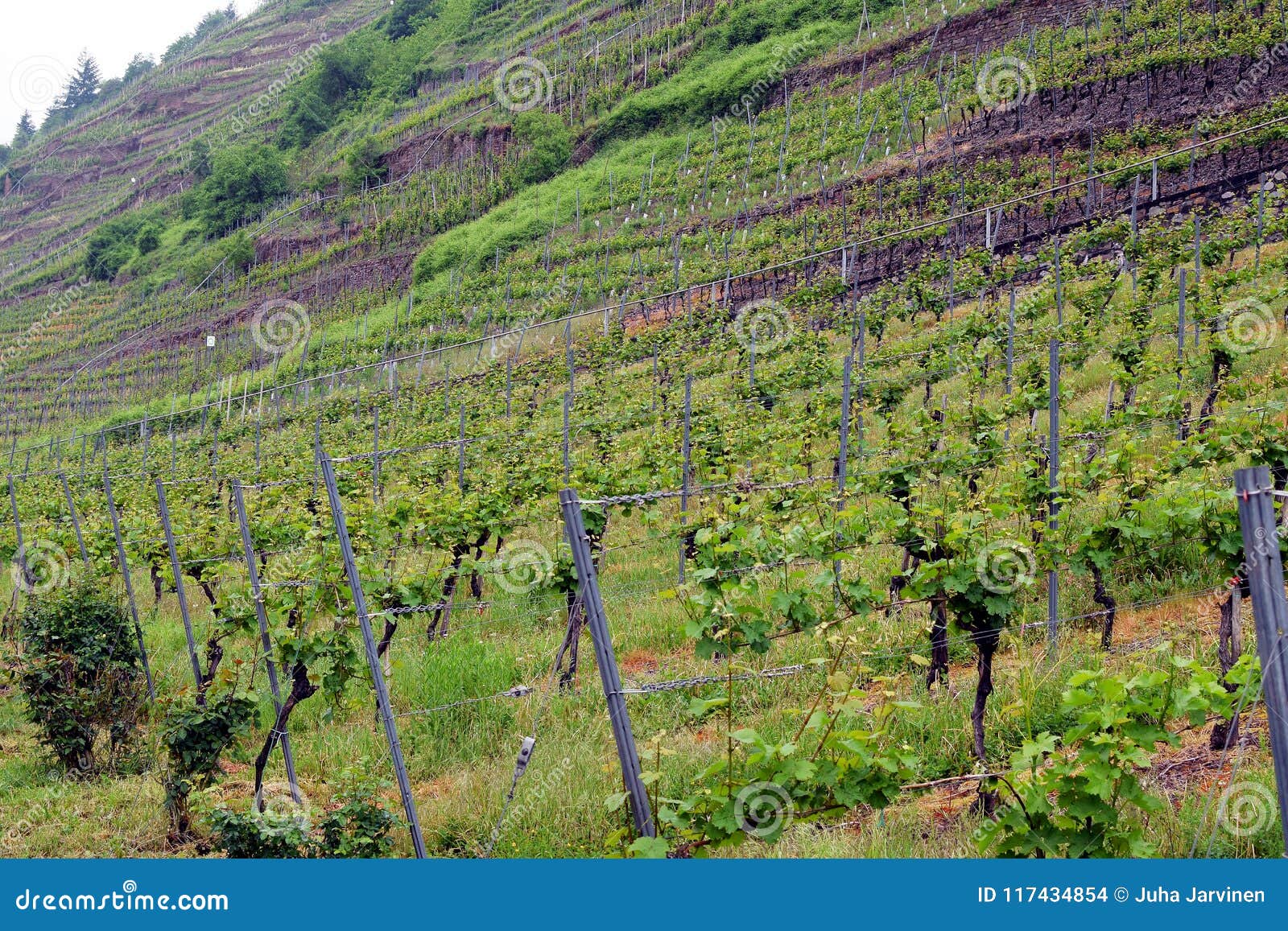 Vineyards on spring stock photo. Image of plant, leaf - 117434854