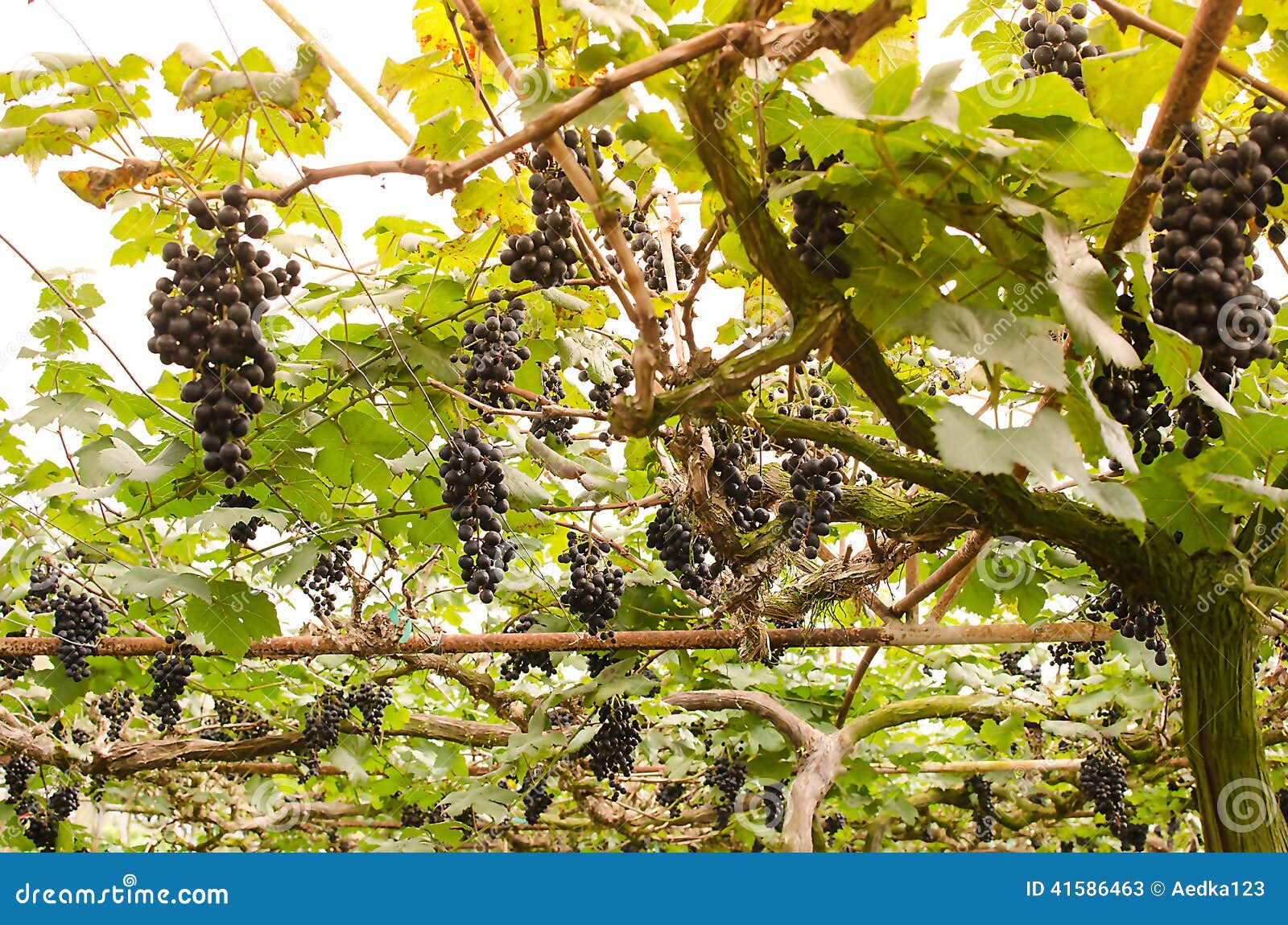 Vineyards at Sunset in Autumn Harvest. Stock Image - Image of saturated ...