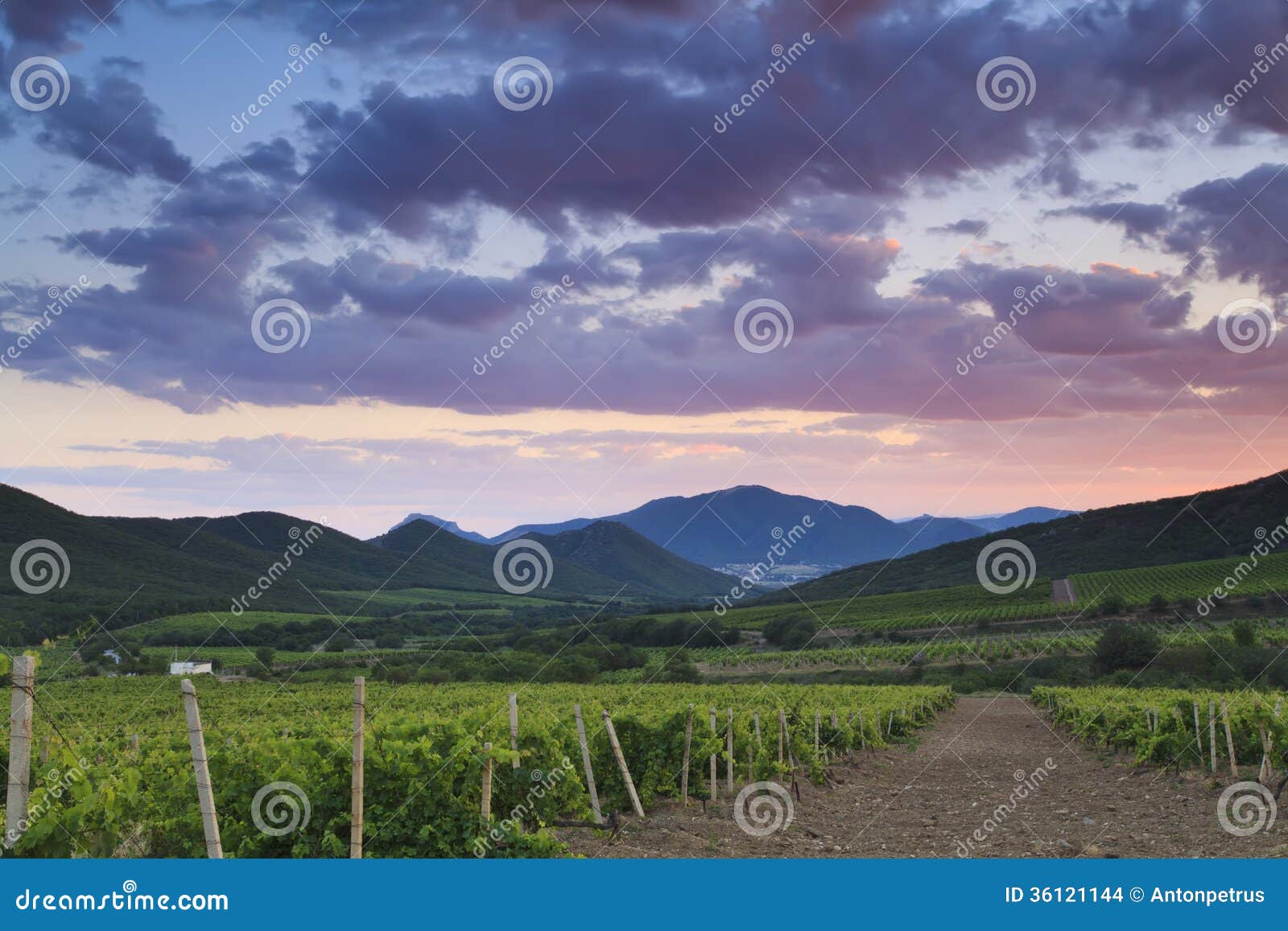 Vineyards at sunset stock photo. Image of country, agricultural - 36121144