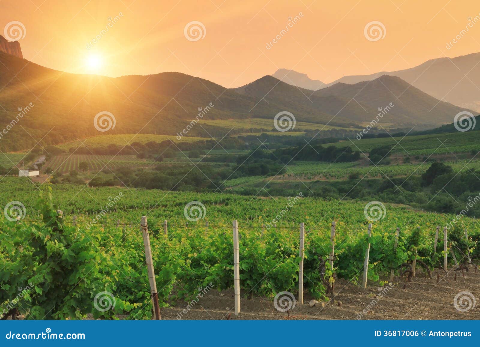 Vineyards at sunset stock photo. Image of harvest, agricultural - 36817006
