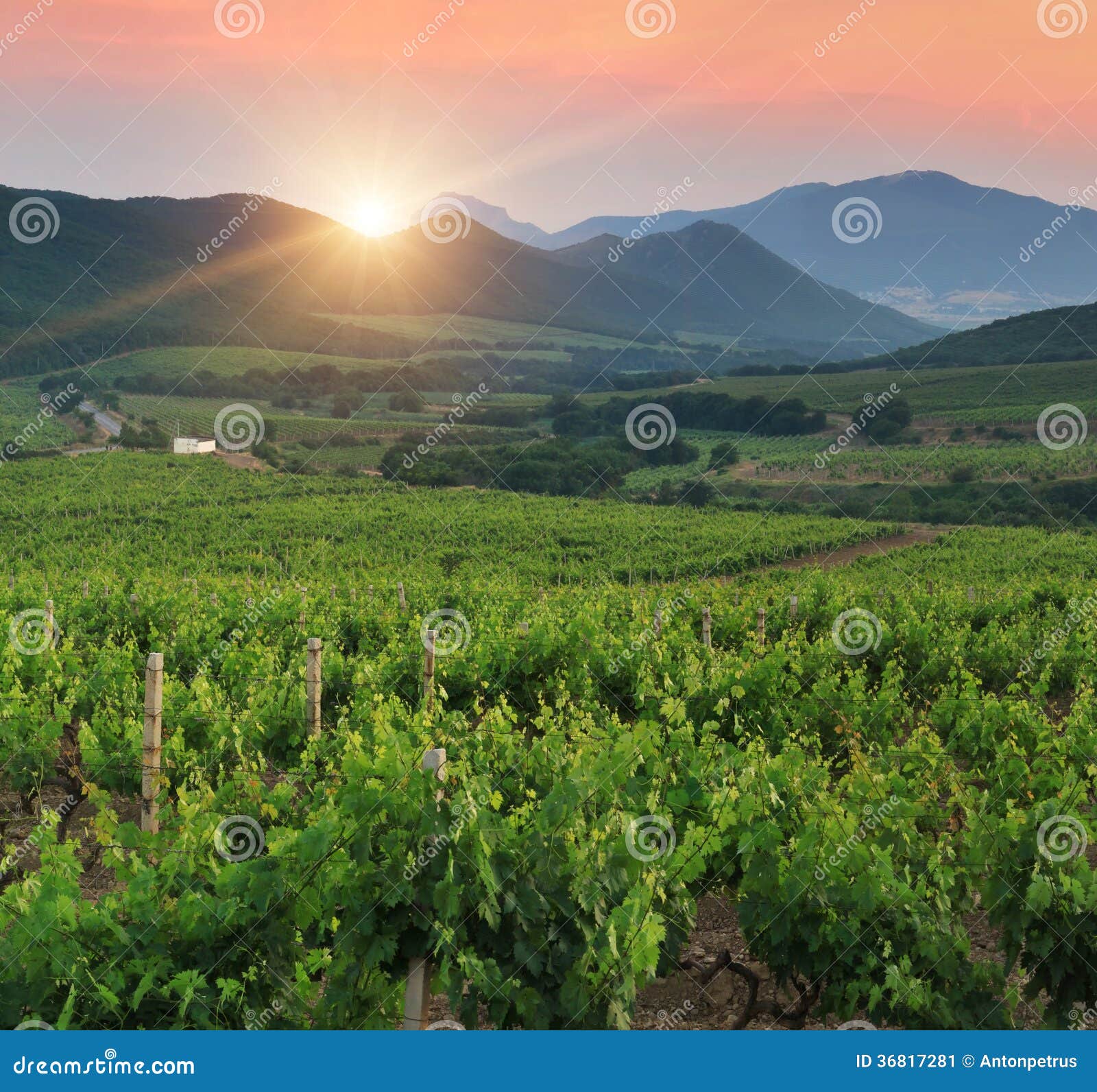 Vineyards at sunset stock image. Image of harvest, country - 36817281