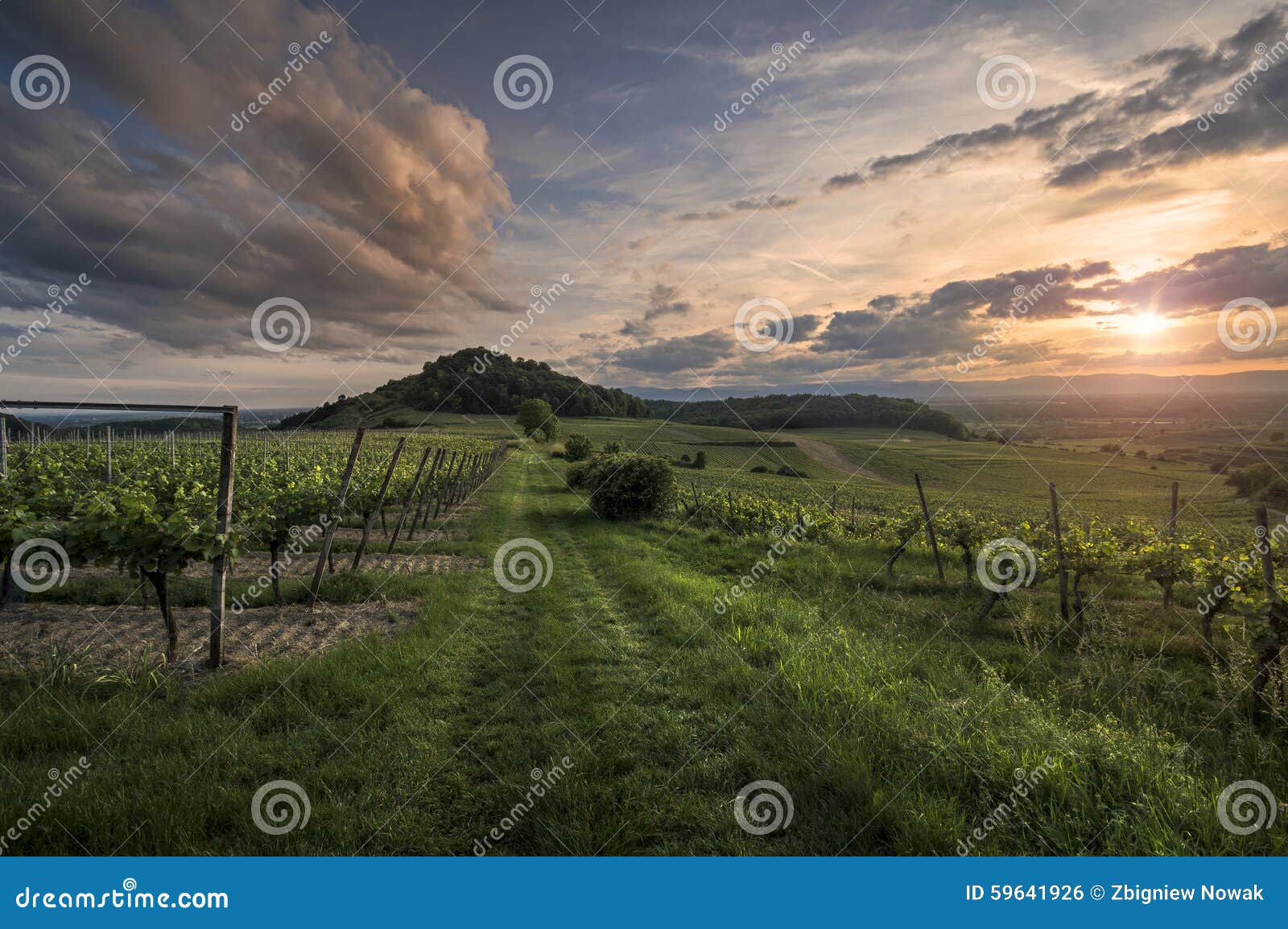Vineyards at sunset stock photo. Image of harvest, ripe - 59641926