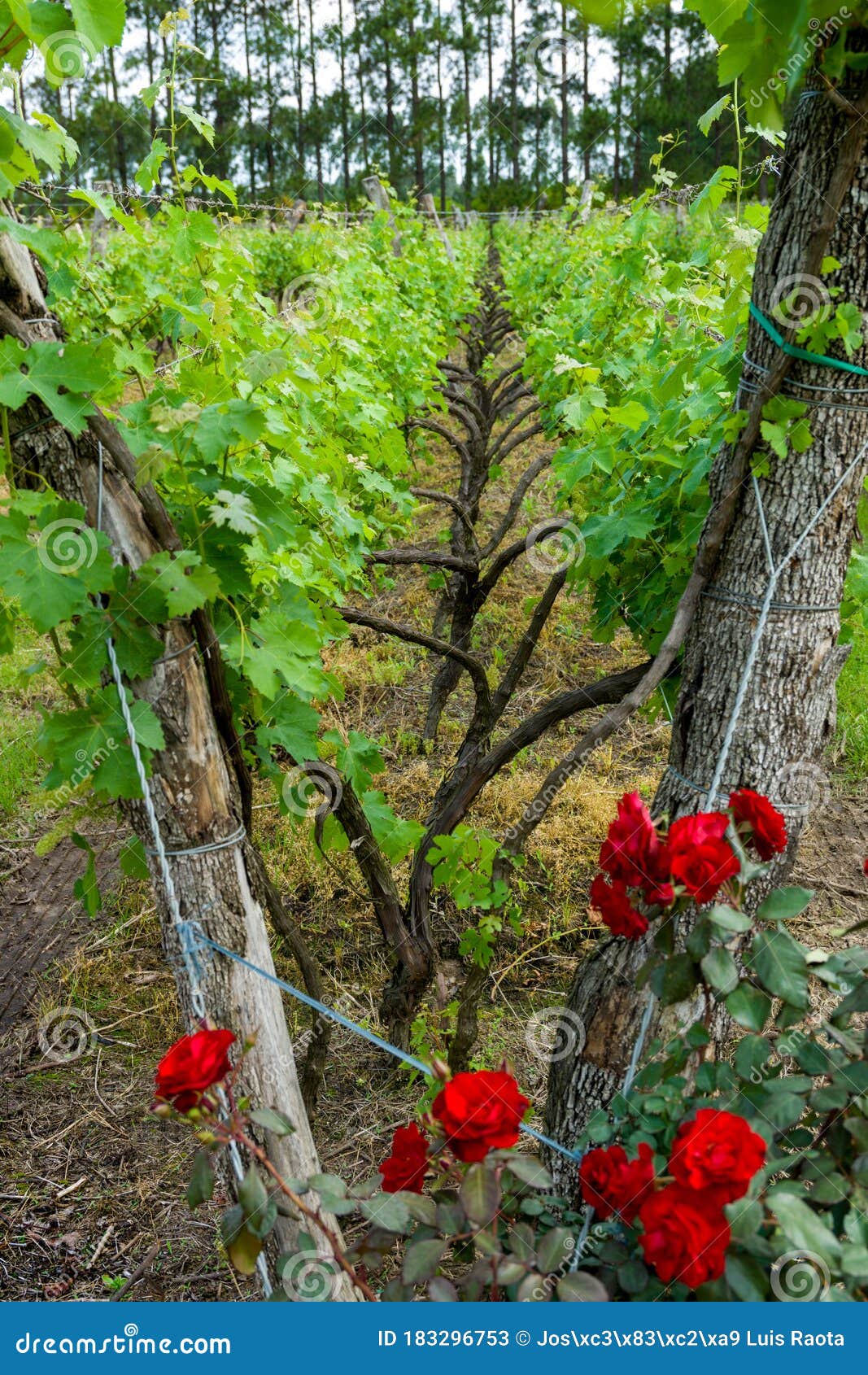 The Vineyards are Trellis or Palisade Type Formation Stock Image ...