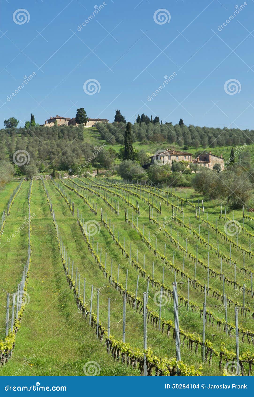 Vineyards in Tuscany stock photo. Image of farming, grapevine - 50284104