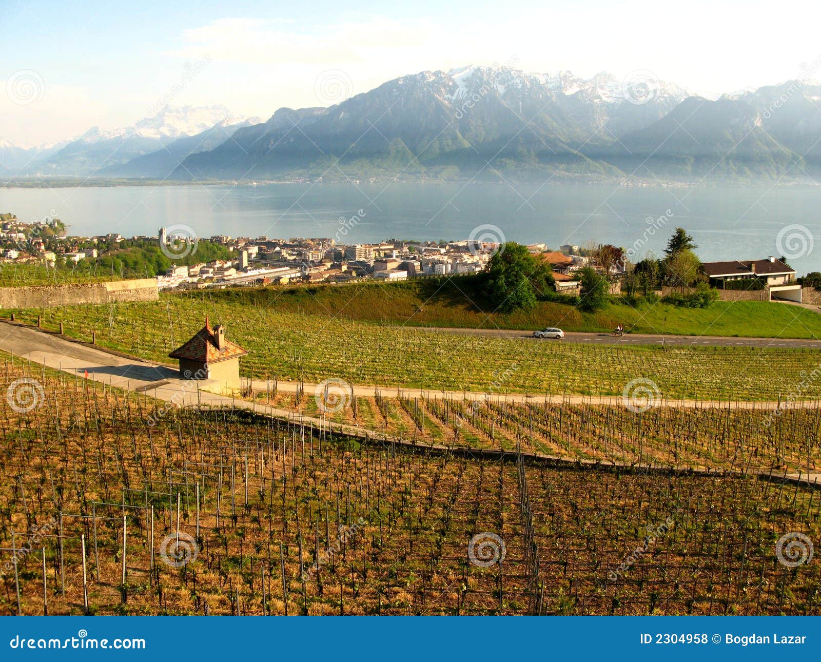 Vineyards of Vevey Switzerland Stock Photo - Image of switzerland ...