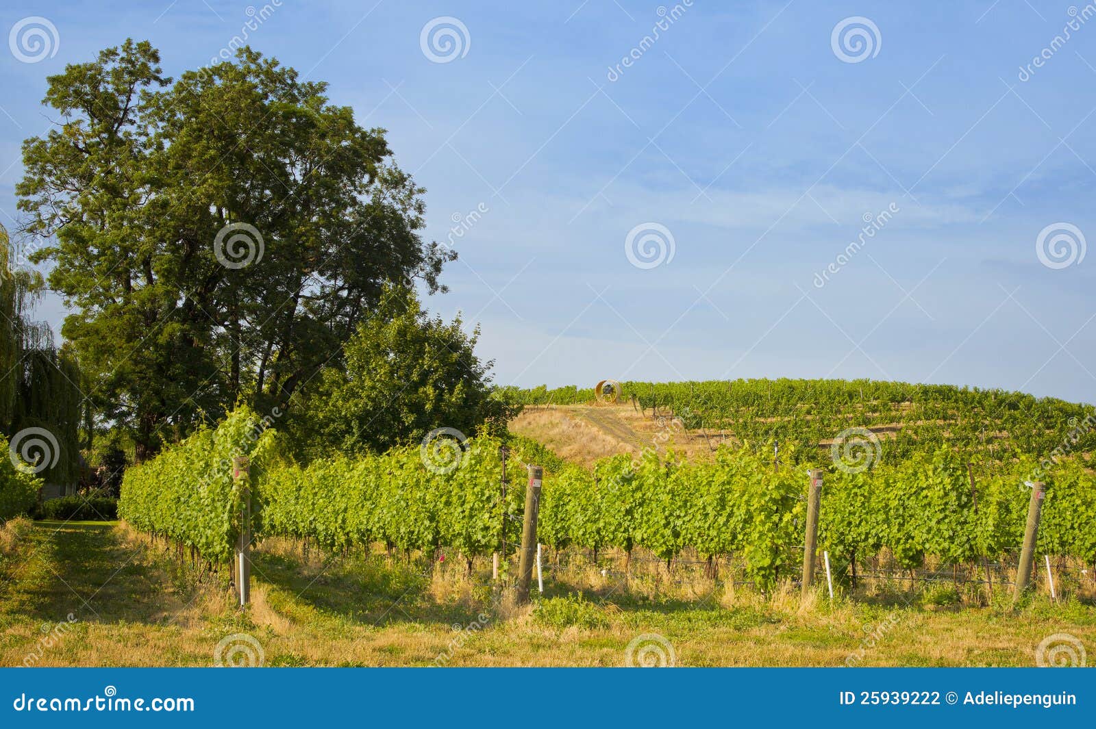Vineyards, Walla Walla Wine Country, Washington Stock Photo - Image of ...
