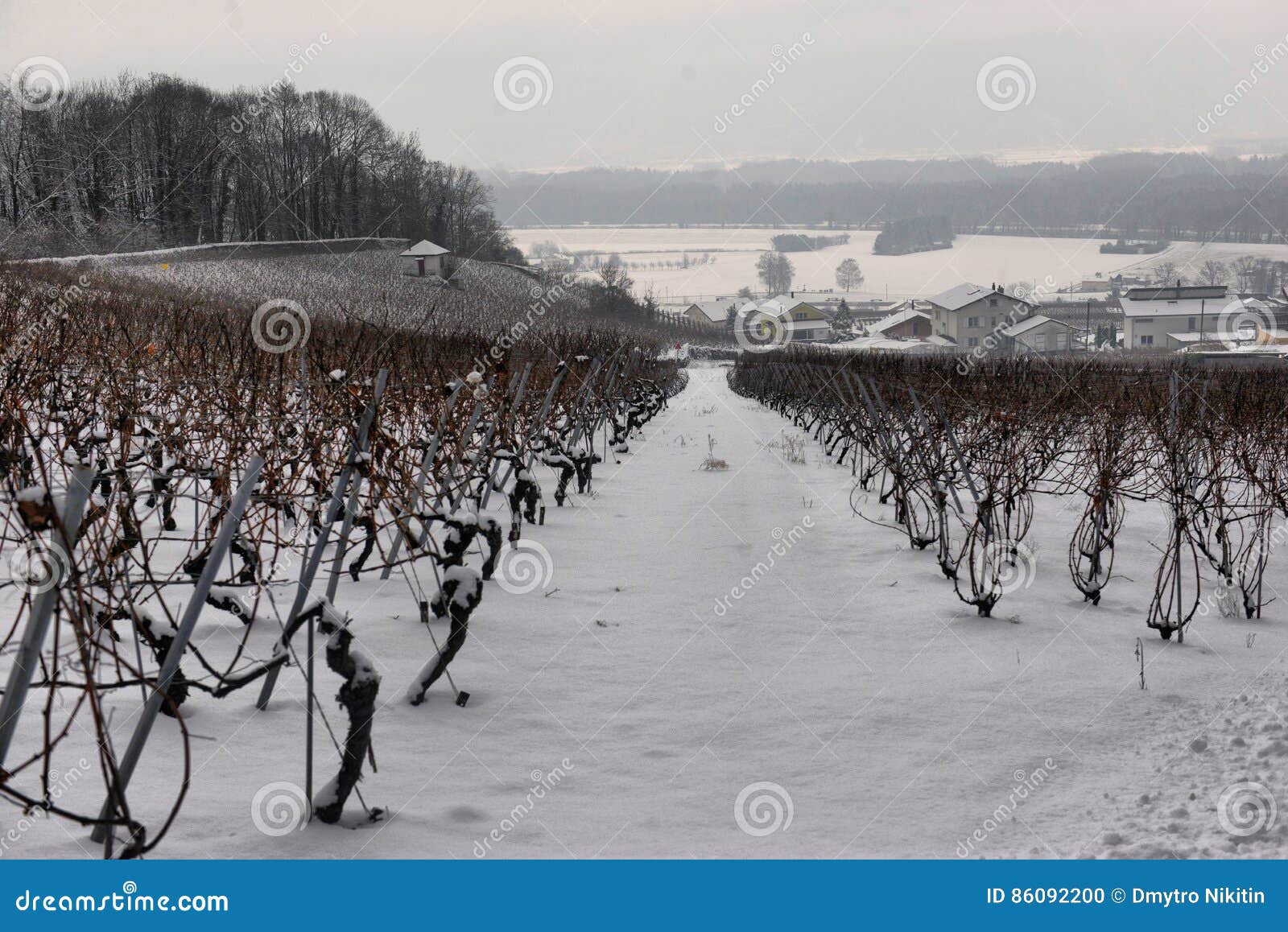 Vineyards in winter stock photo. Image of rural, winter - 86092200