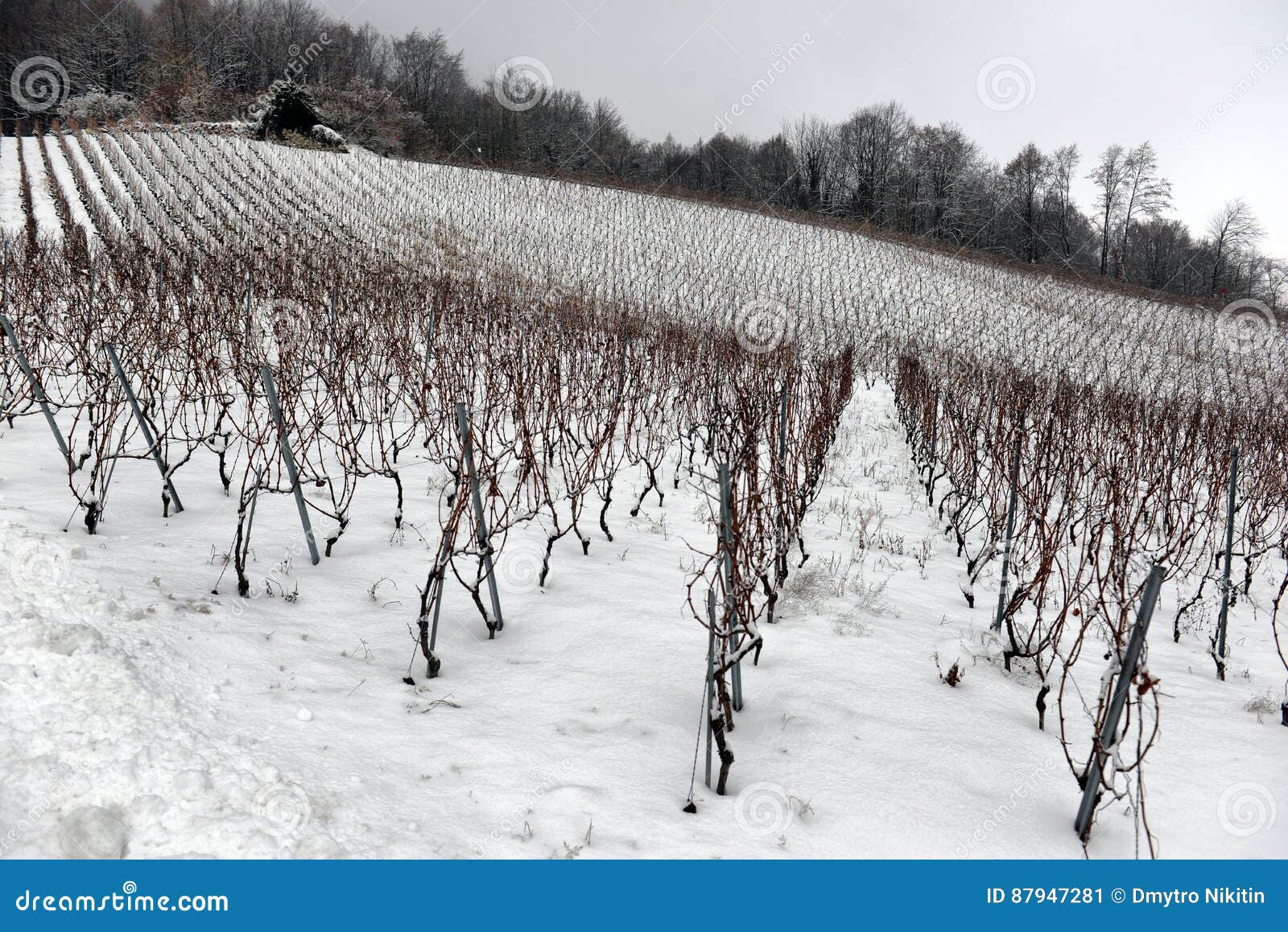 Vineyards in winter stock image. Image of italy, country - 87947281