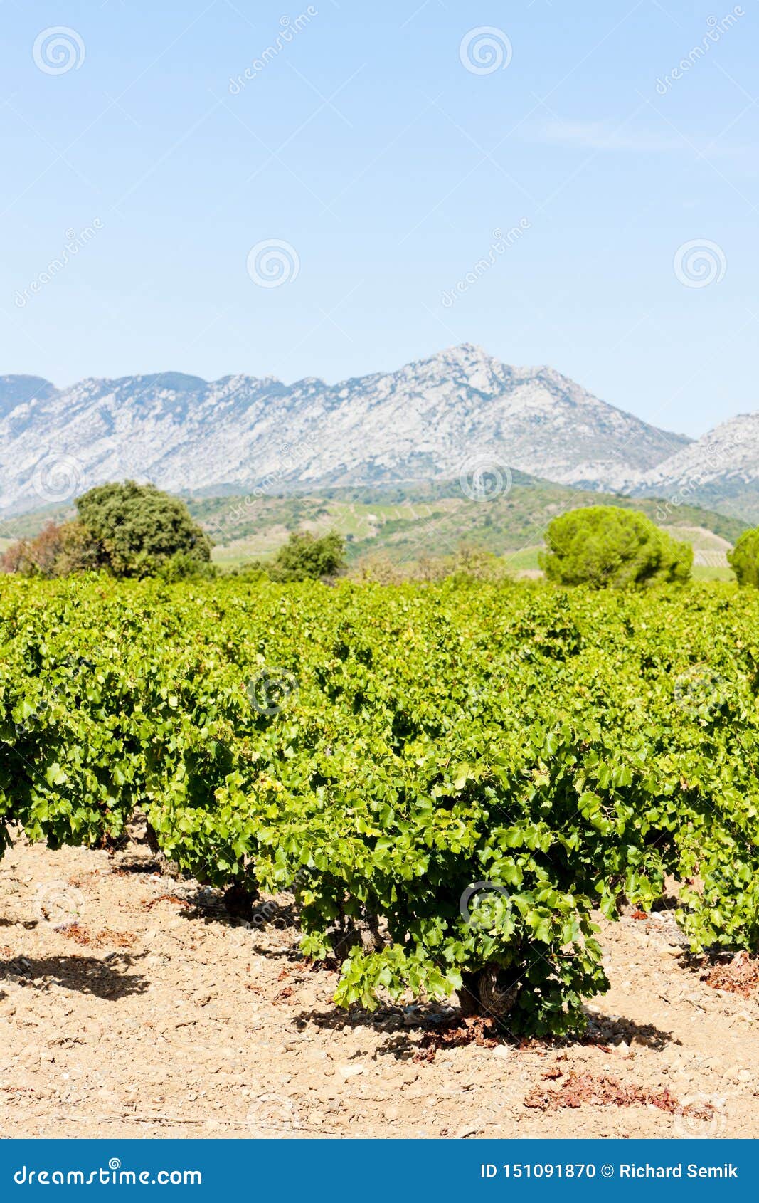 Vineyars in Languedoc-Roussillon, France Stock Photo - Image of maury ...