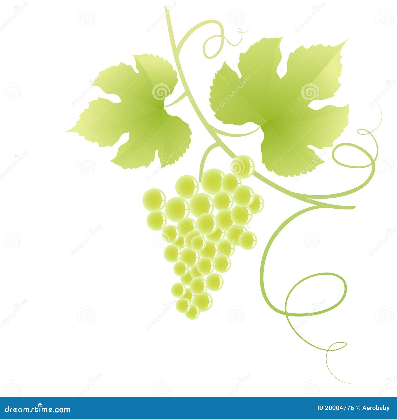 Vinha. ilustração do vetor. Ilustração de elegância, verde - 20004776