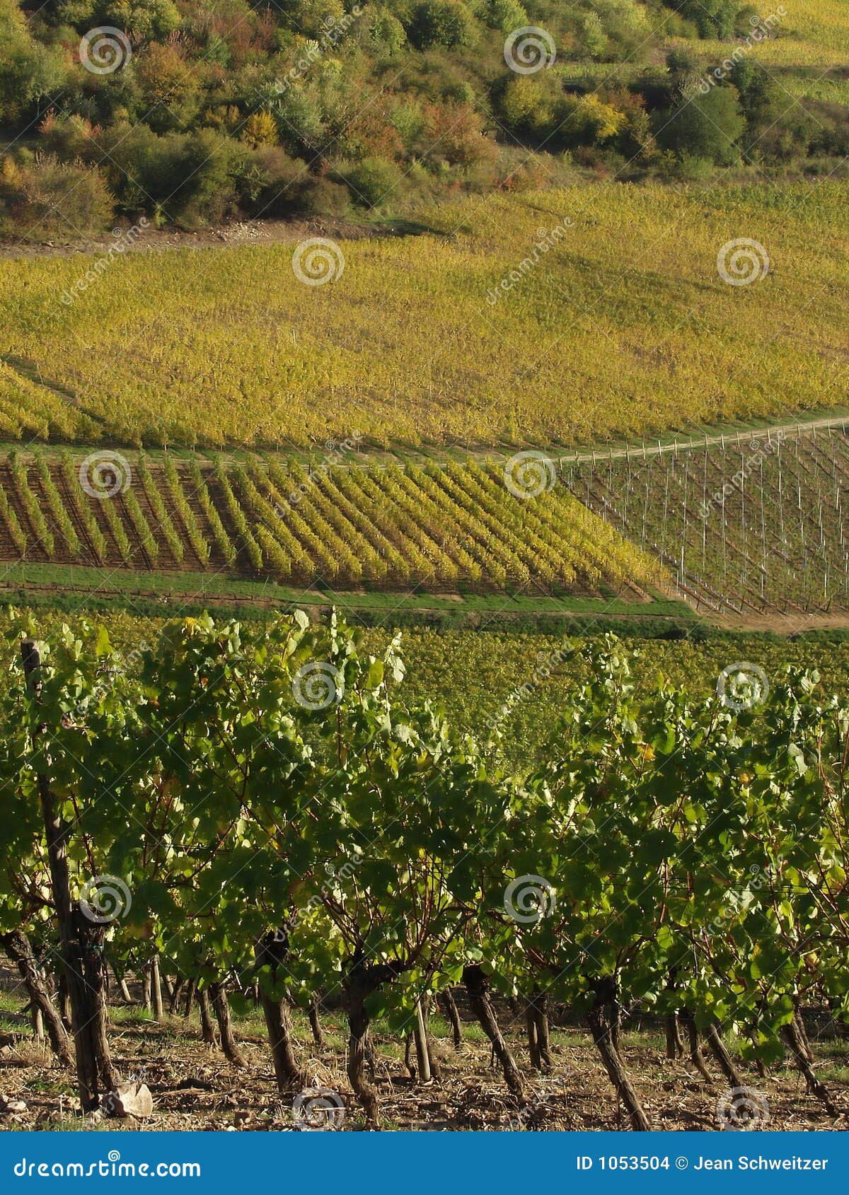 Vinhedos de Alsacian foto de stock. Imagem de paisagem - 1053504
