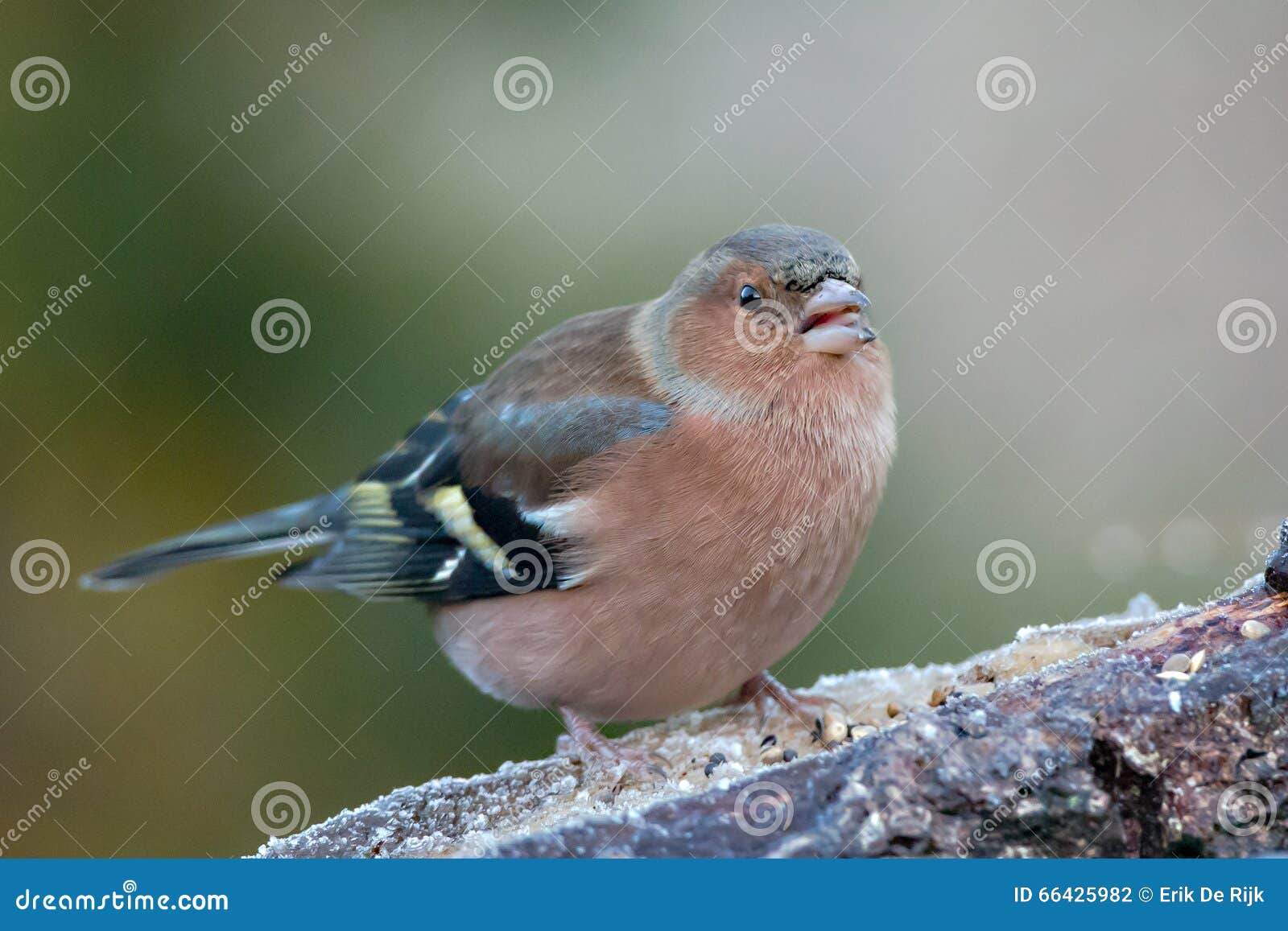Vink stock foto. Image of vink, vogel, vlek - 66425982
