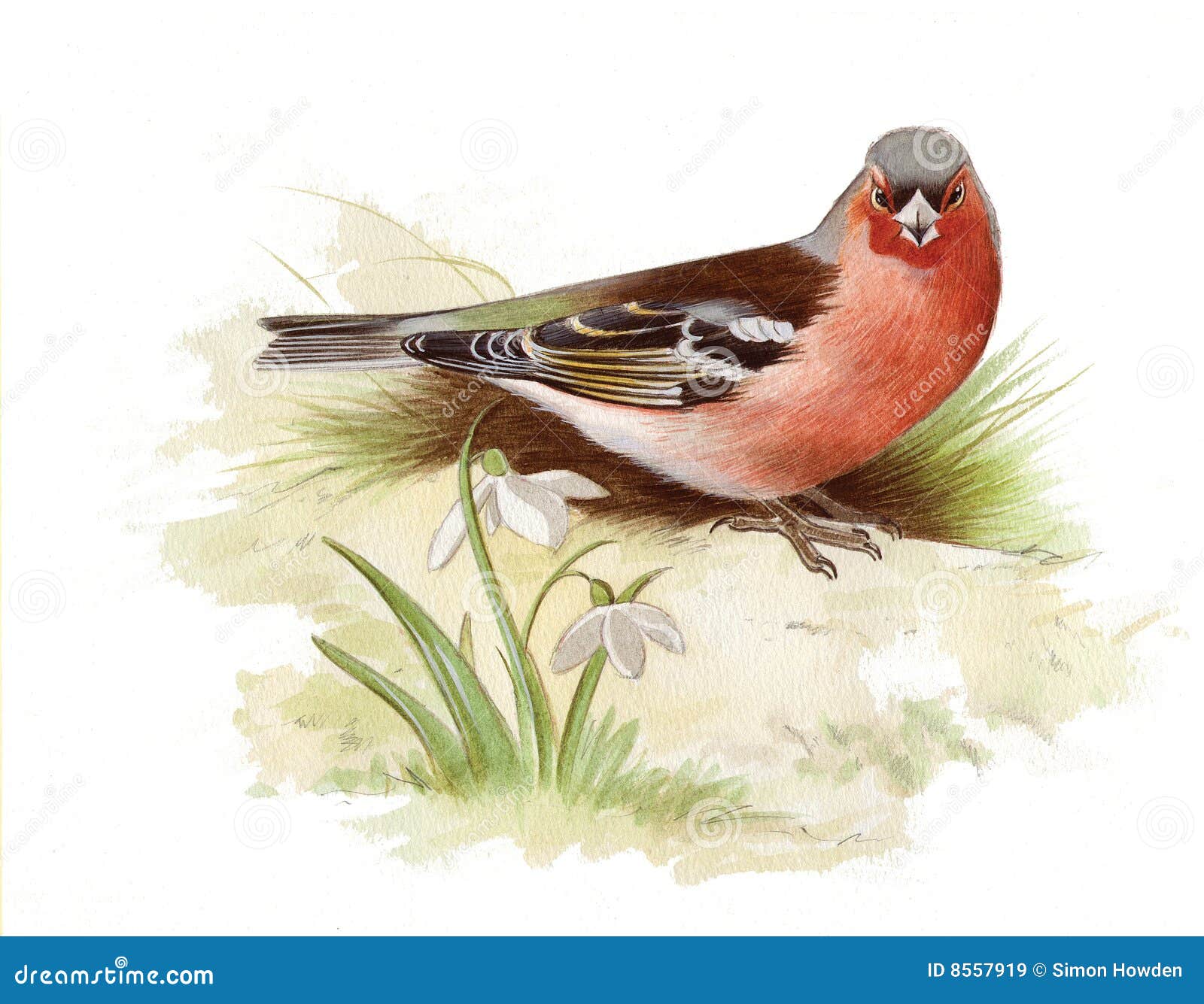 Vink stock illustratie. Illustration of groen, kleur, document - 8557919
