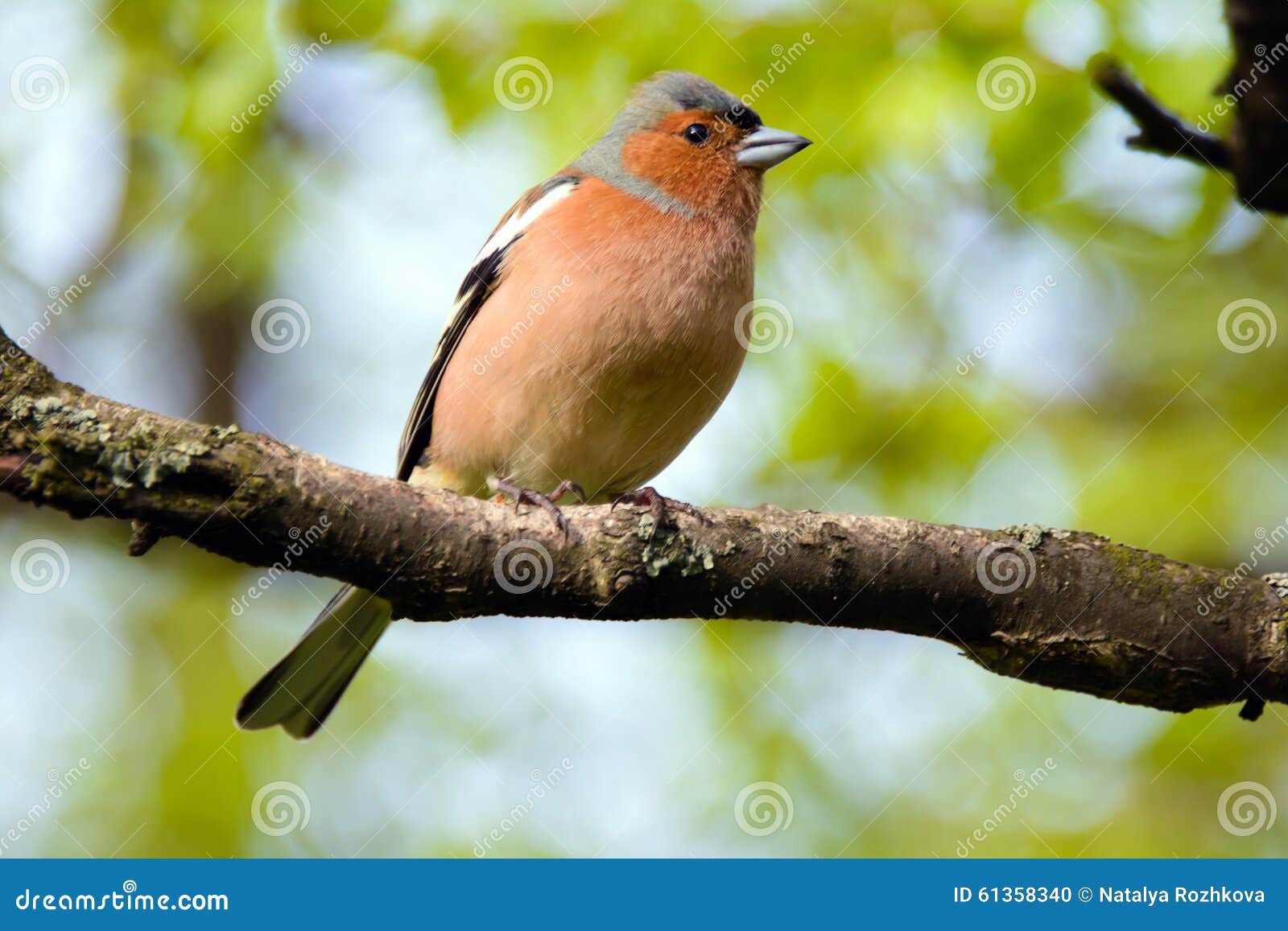 Vinkvogel, vogel op tak stock foto. Image of familie - 61358340