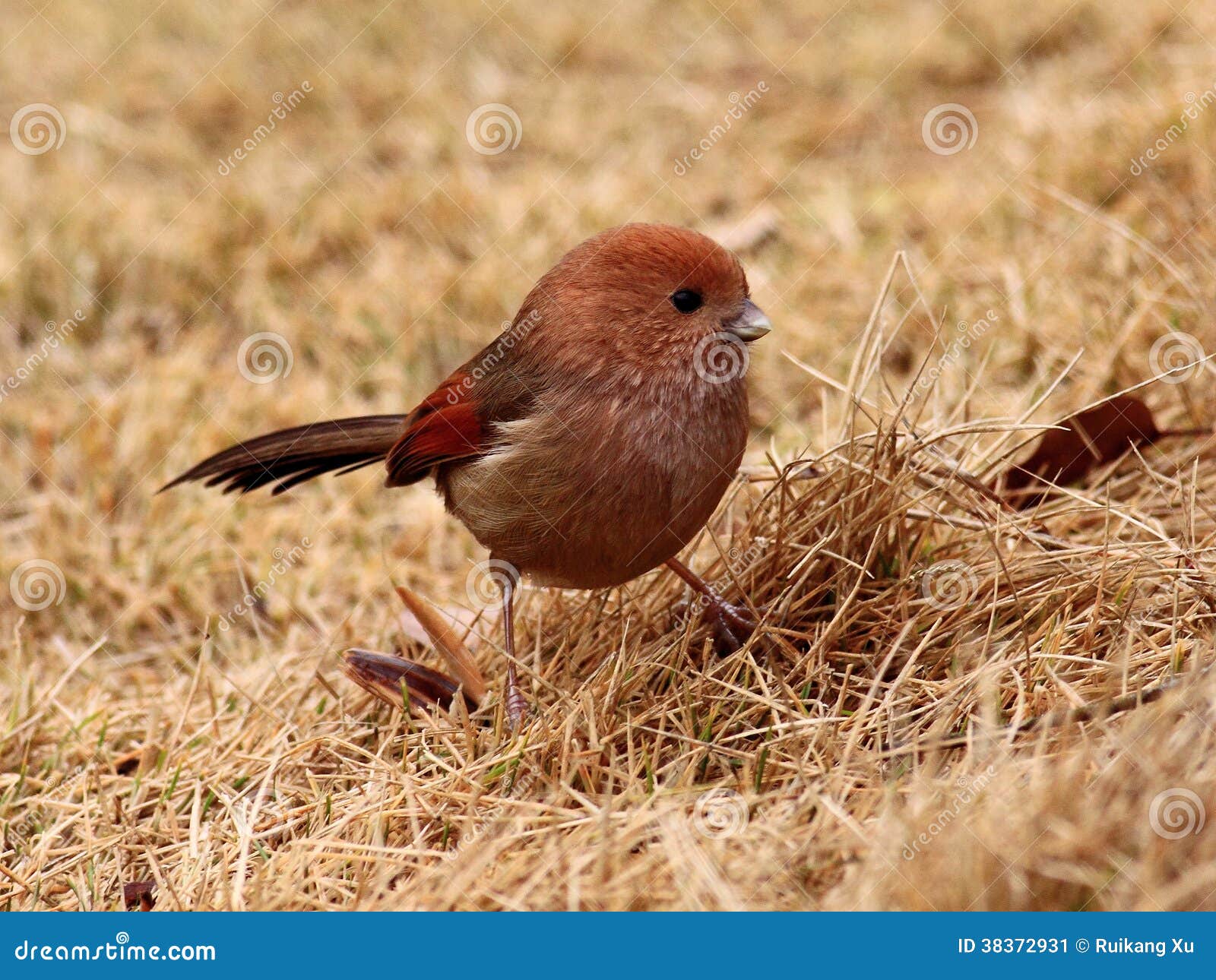 Vinous-throated Parrotbill stock image. Image of blue - 38372931