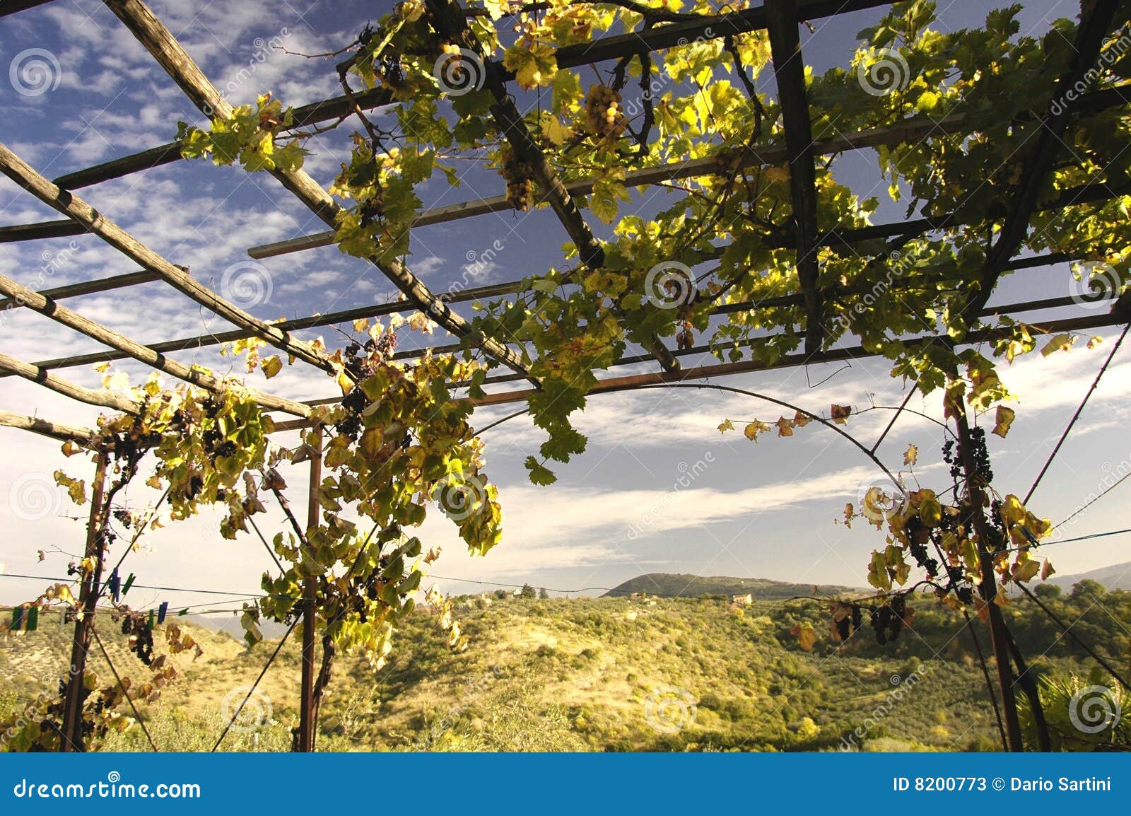 Vinranka fotografering för bildbyråer. Bild av spaljé - 8200773