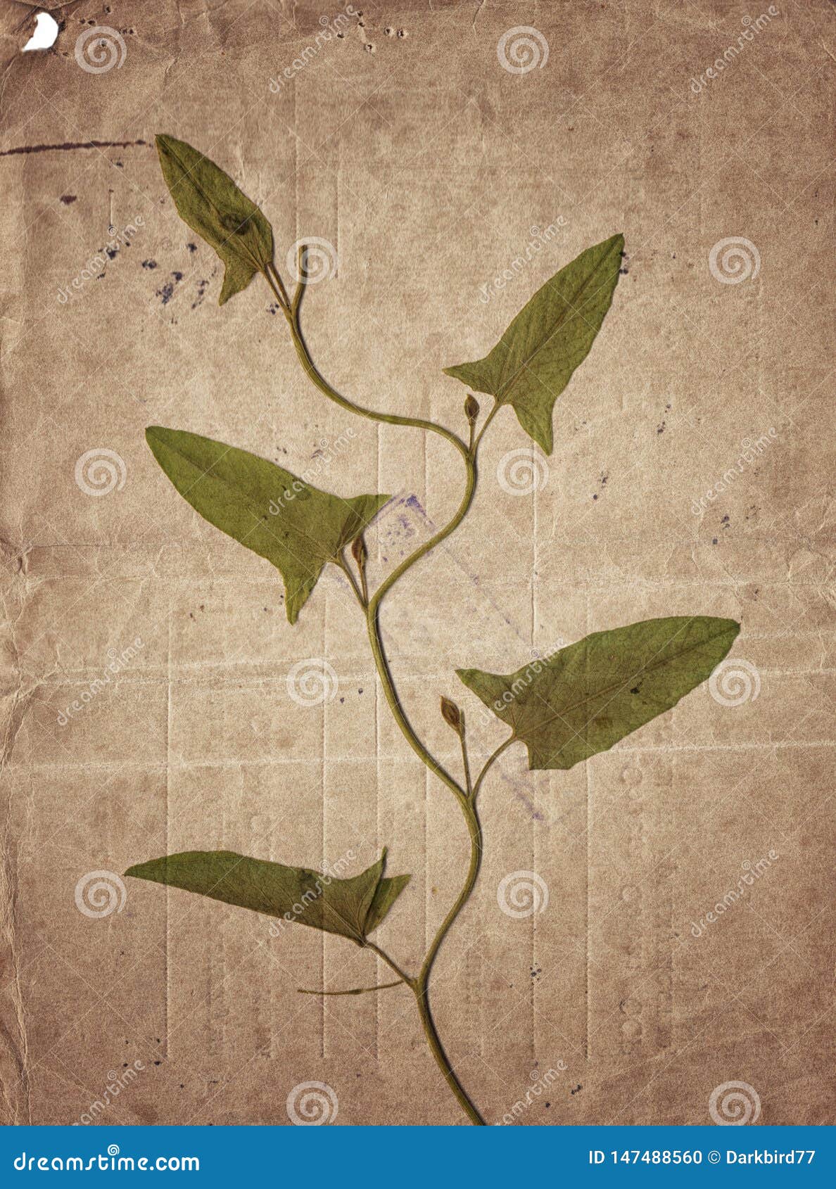 Vintage Background with Dry Plant on Old Paper Stock Photo - Image of ...