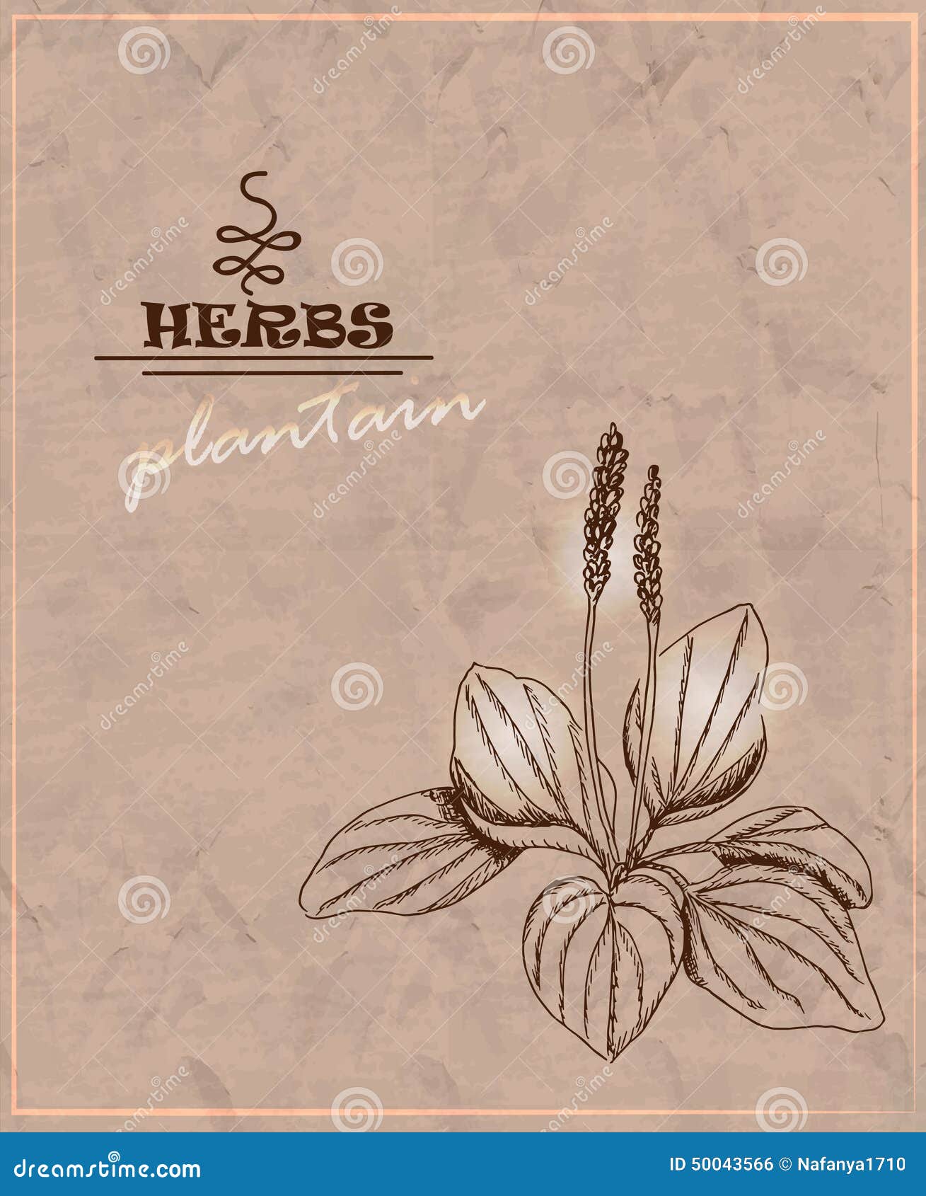Vintage Background with Plantain on Old Paper Stock Illustration ...