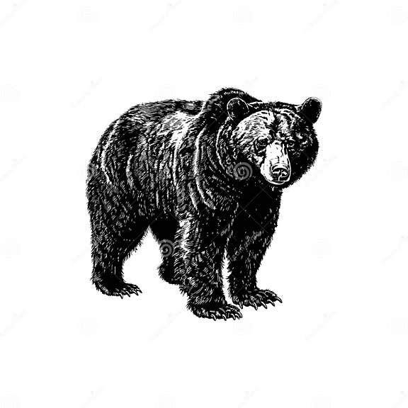 Vintage Black Bear. Vector Illustration Design Stock Illustration ...