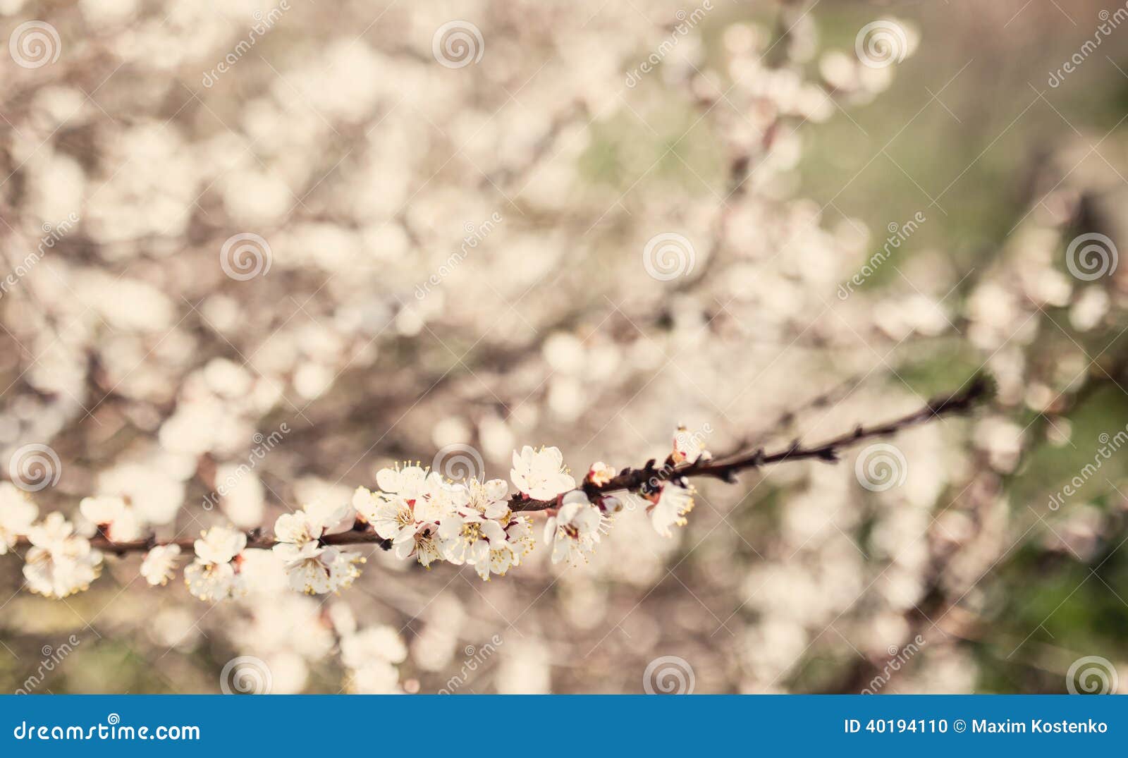 Vintage Blossom Tree Flower Stock Photo - Image of branch, fragility ...