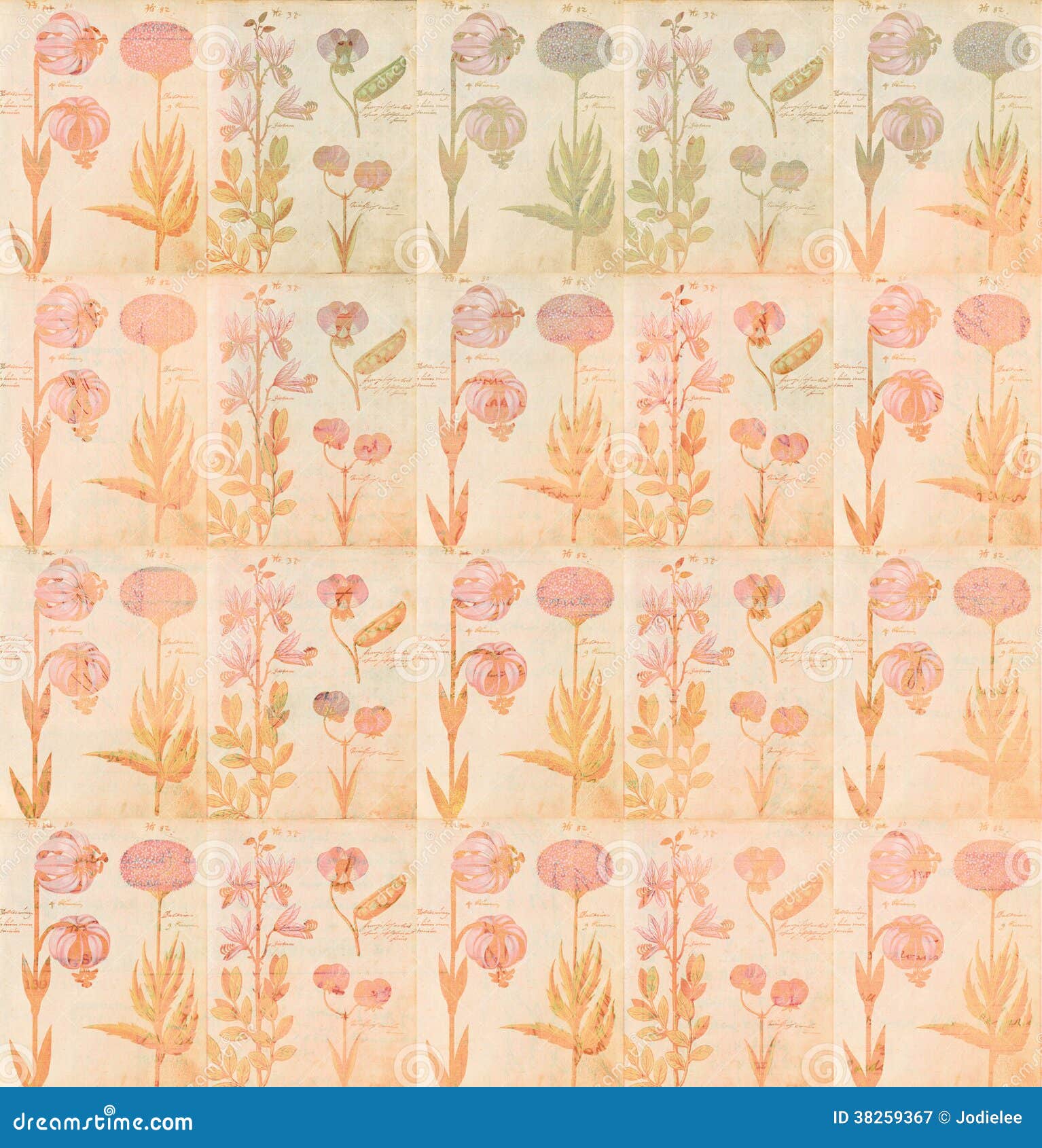 Vintage Botanical Background Stock Image - Image of illustrations ...