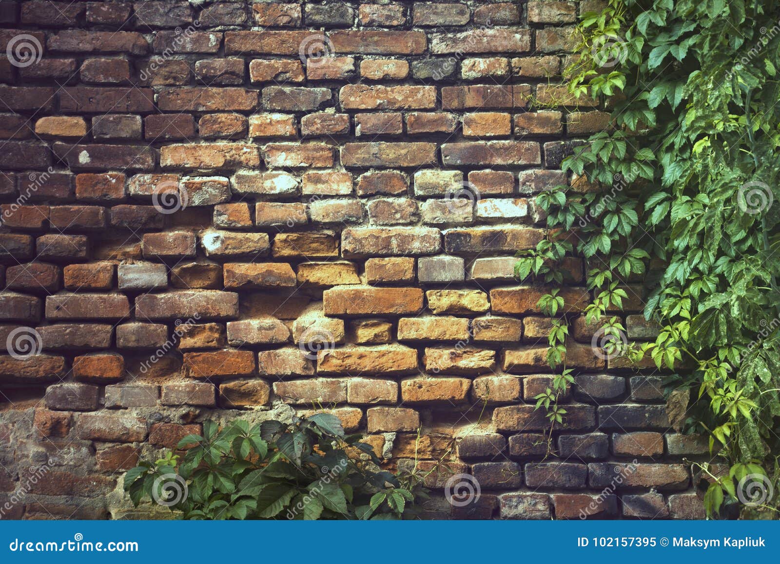 Vintage Brick Wall with Green Leaves Stock Image - Image of vintage ...