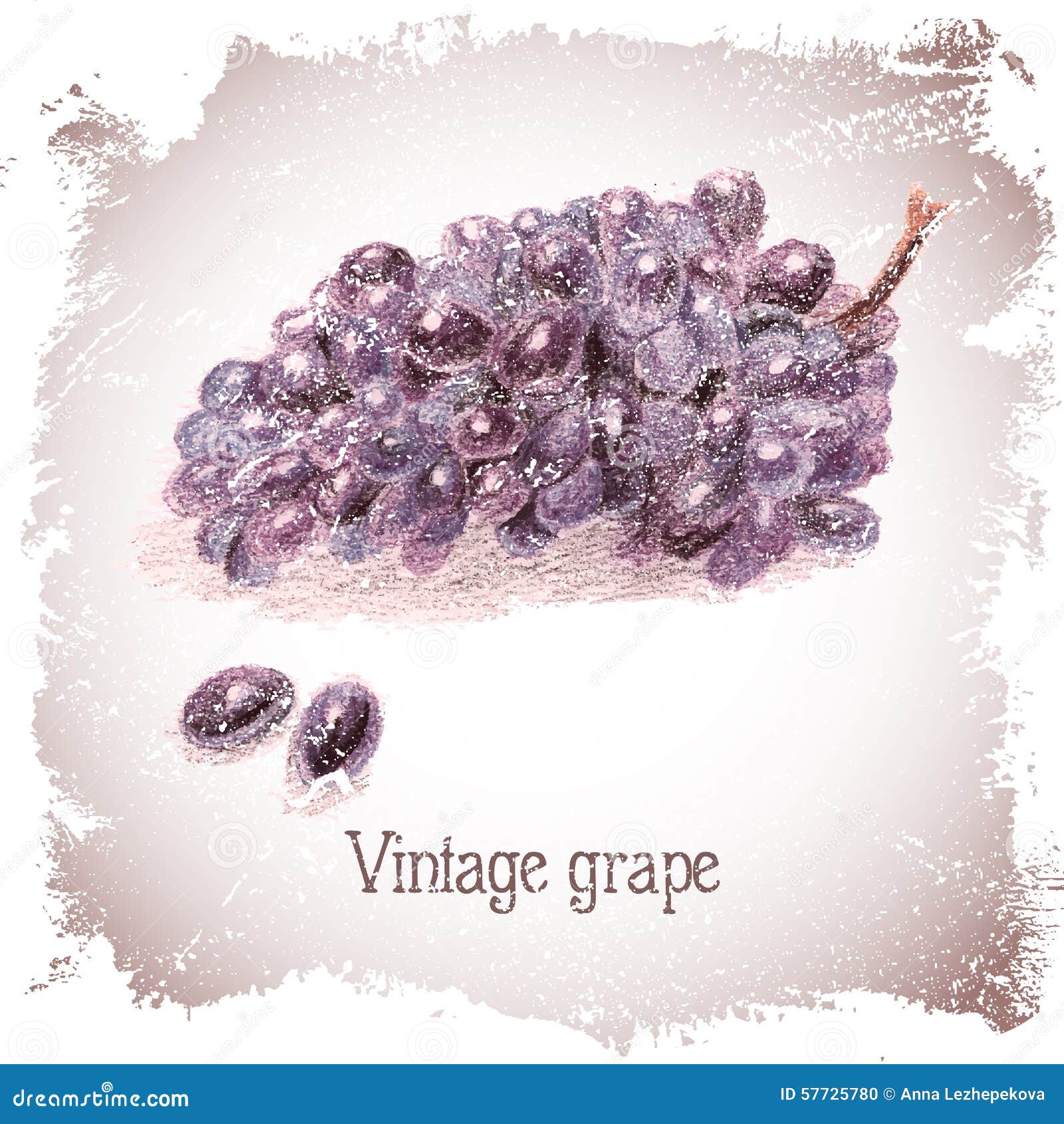 Vintage card with grape. stock vector. Illustration of dessert - 57725780