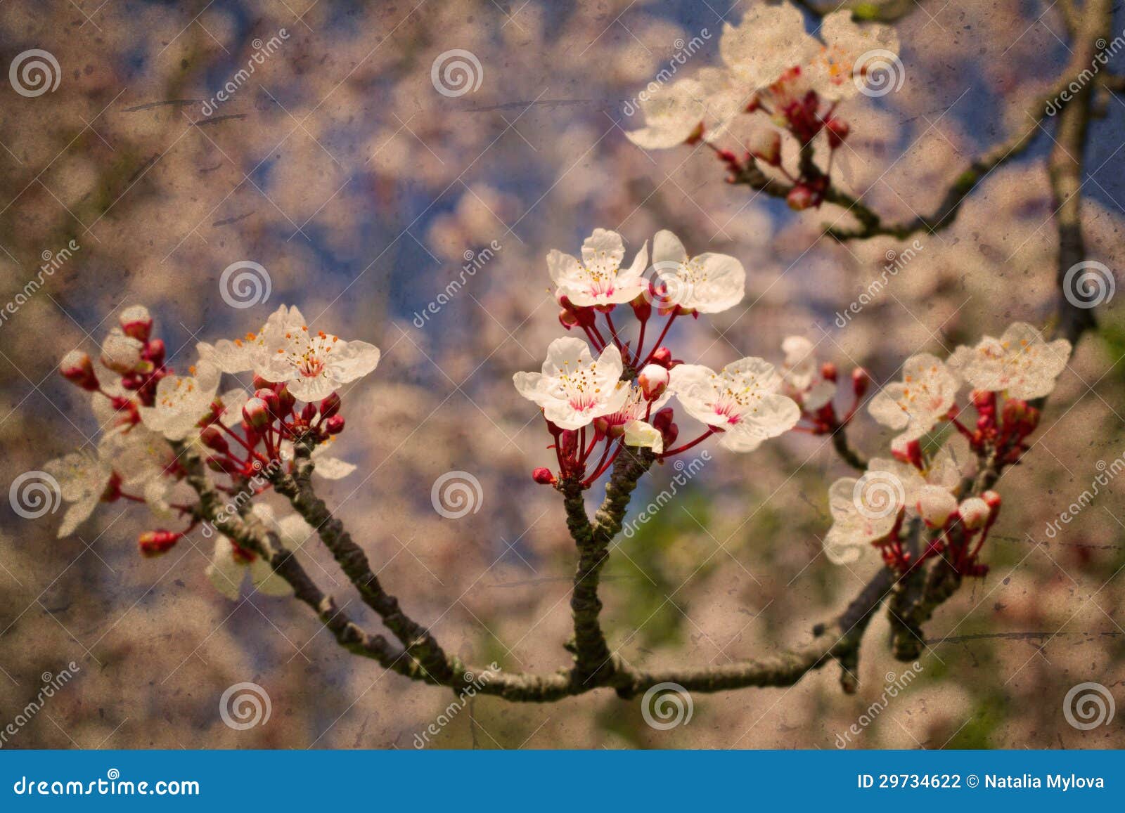 Vintage Cherry Tree Flowers Stock Photo - Image of april, blue: 29734622