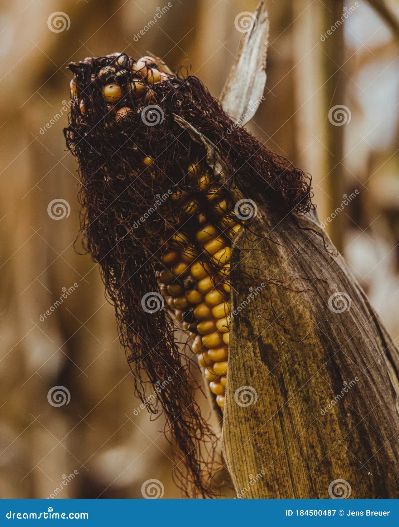 Vintage Close Up of Old Corncob Stock Image - Image of hairy, wooden ...
