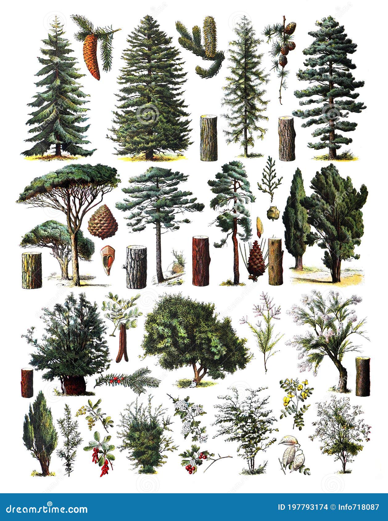 Vintage Collection of Trees / Diversity of Trees with Names Antique ... Vintage Collection of Trees / Diversity of Trees with Names Antique ...