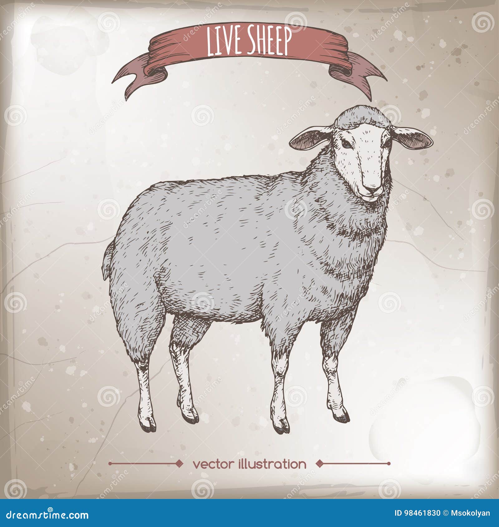 Vintage Color Label with Live Sheep. Stock Vector - Illustration of ...
