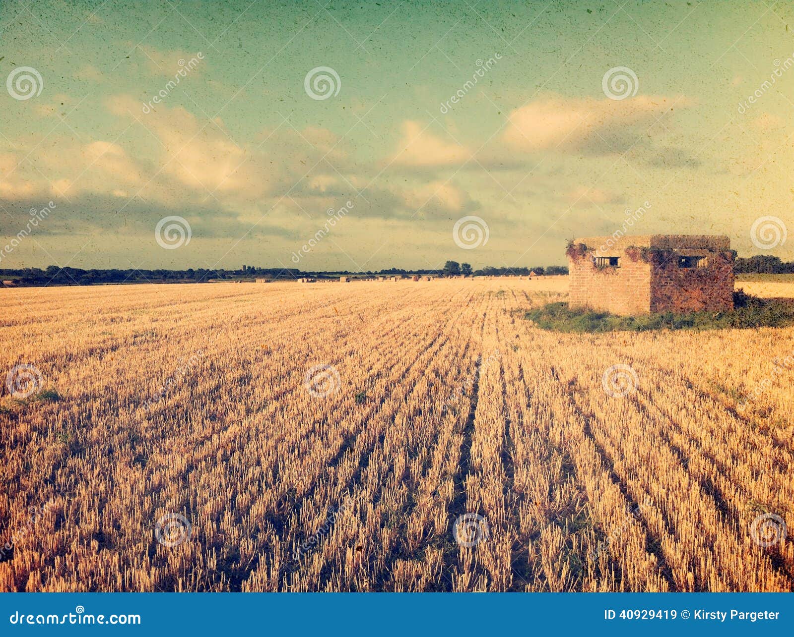 Vintage cornfield image stock image. Image of sunny, countryside - 40929419