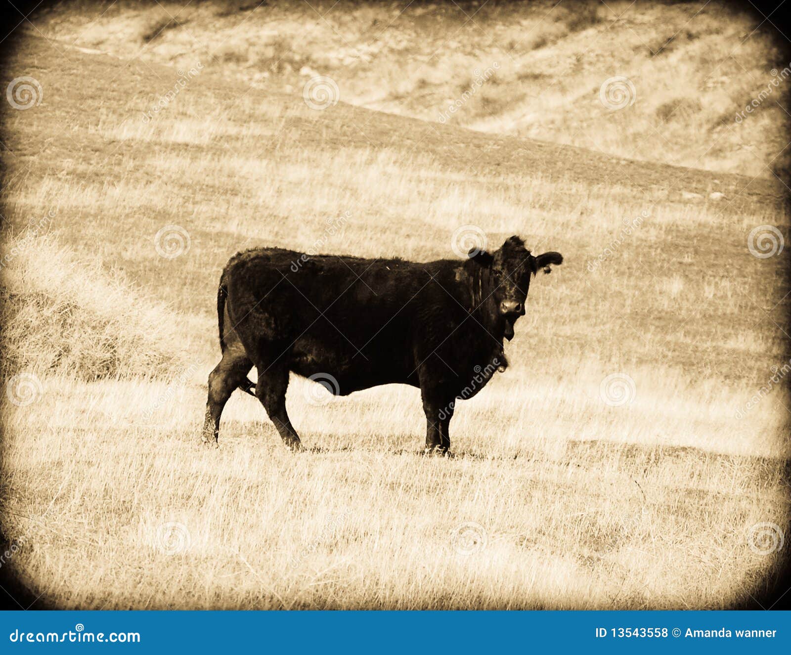 Vintage Cow stock photo. Image of coat, agriculture, cattle - 13543558