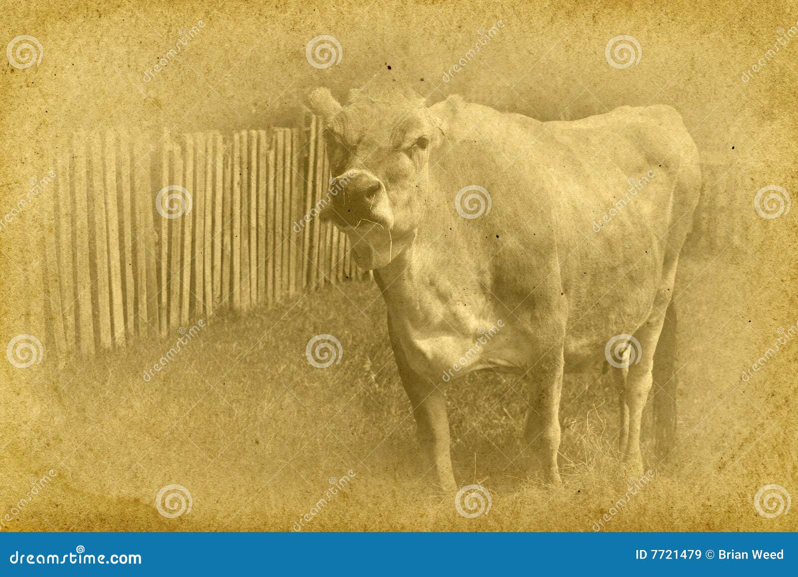 Vintage Cow Illustration stock illustration. Illustration of retro ...