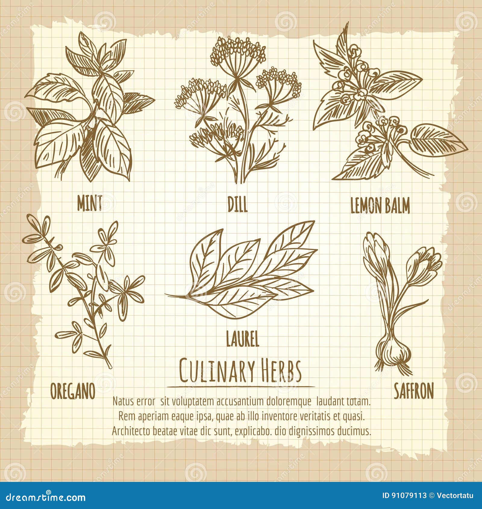 Vintage Culinary Herbs Information Poster Design Stock Vector ...