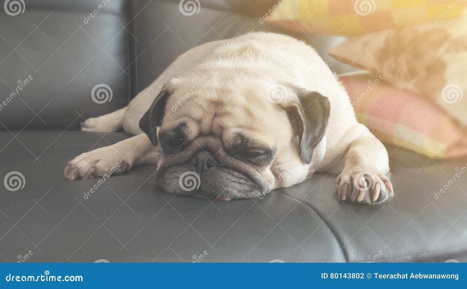 Vintage Cute Dog Pug Puppy Sleeping in Sofa Stock Photo - Image of ...