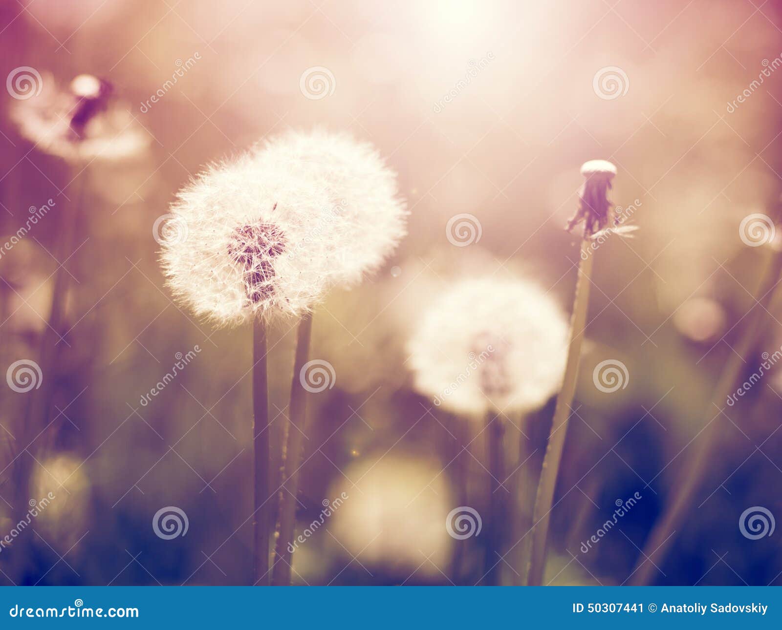 Vintage dandelions stock image. Image of summer, vintage - 50307441