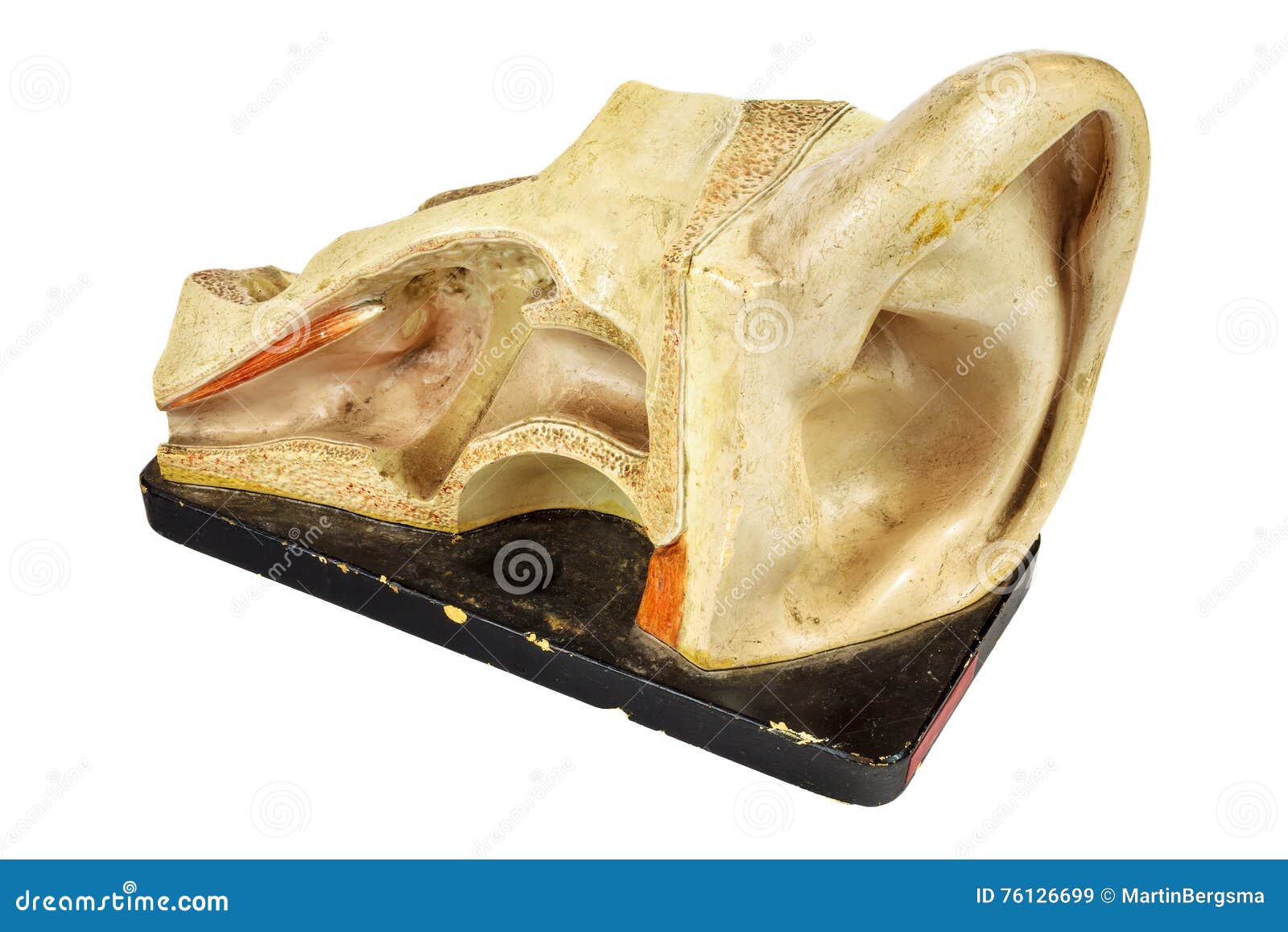Vintage Education Model of a Human Ear Stock Image - Image of auditory ...