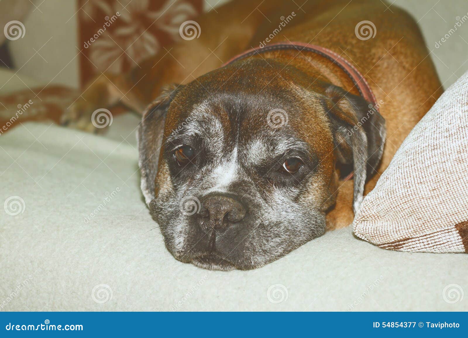 Vintage Effect Image of Boxer Breed Sleeping on Couch Stock Image ...